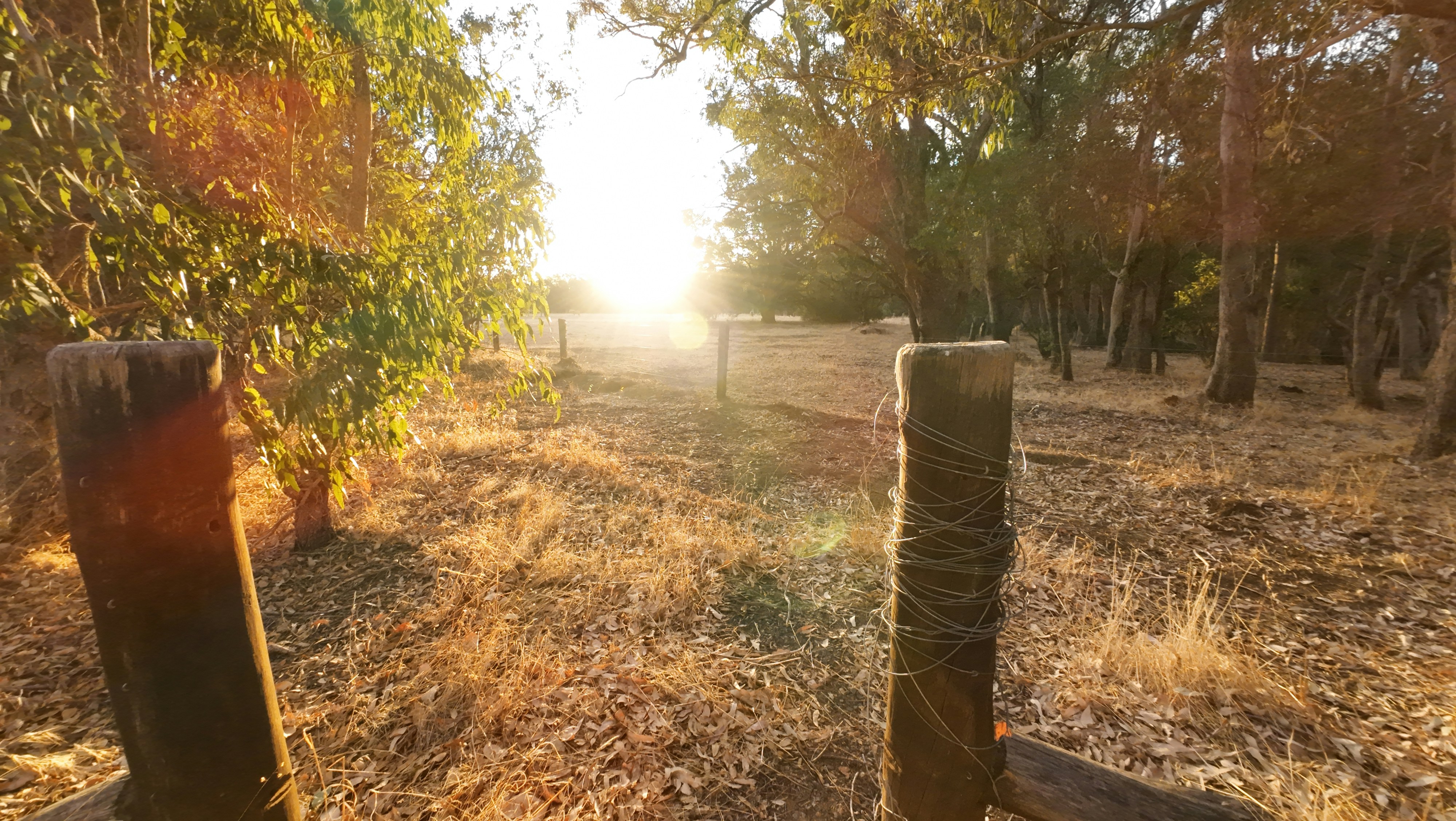 Sunlit vineyard fence posts in a dry field with warm golden light streaming through trees at dusk.