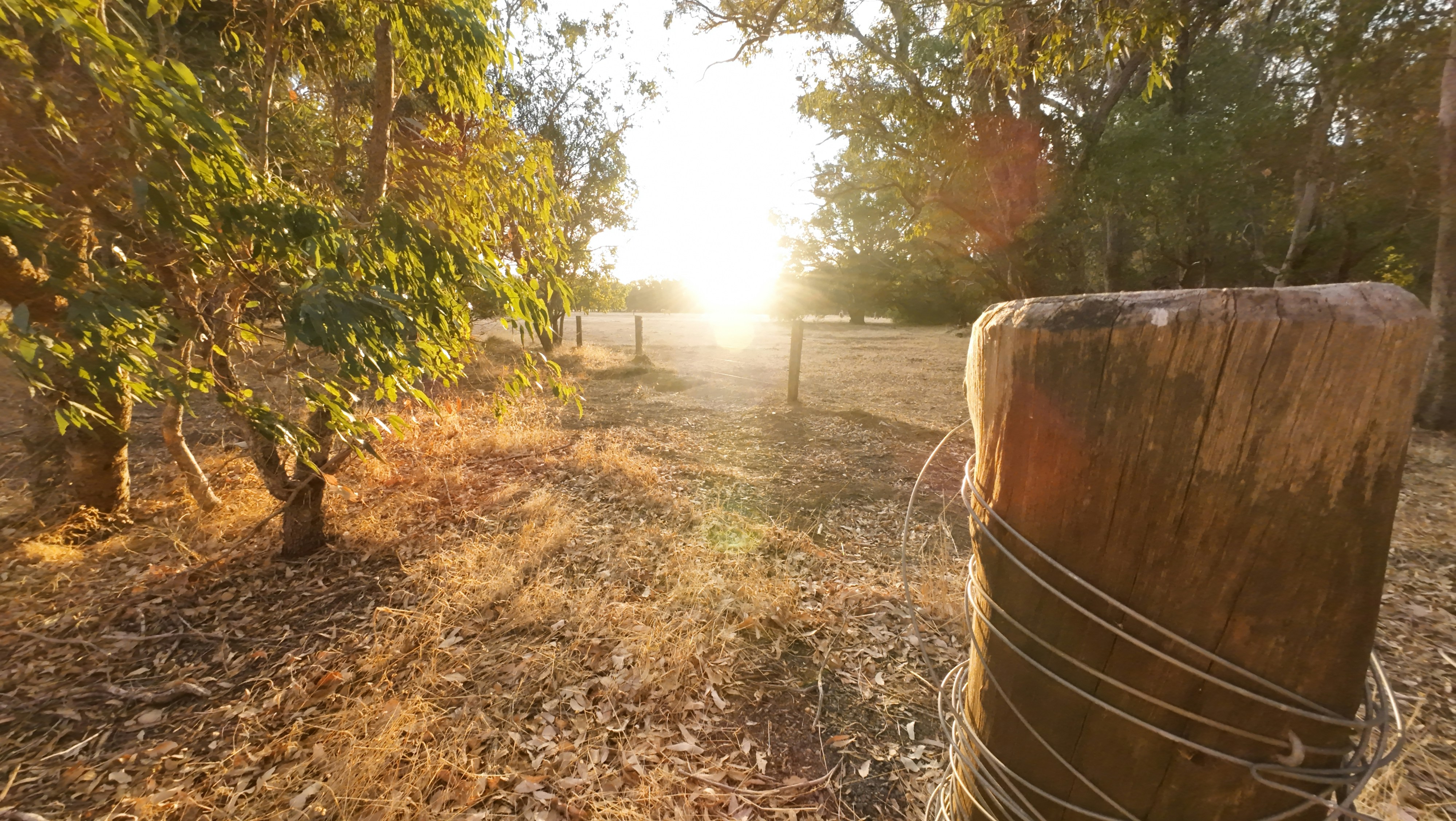 Sunlit Orchard Gate: A Quiet Path Toward Dappled Light