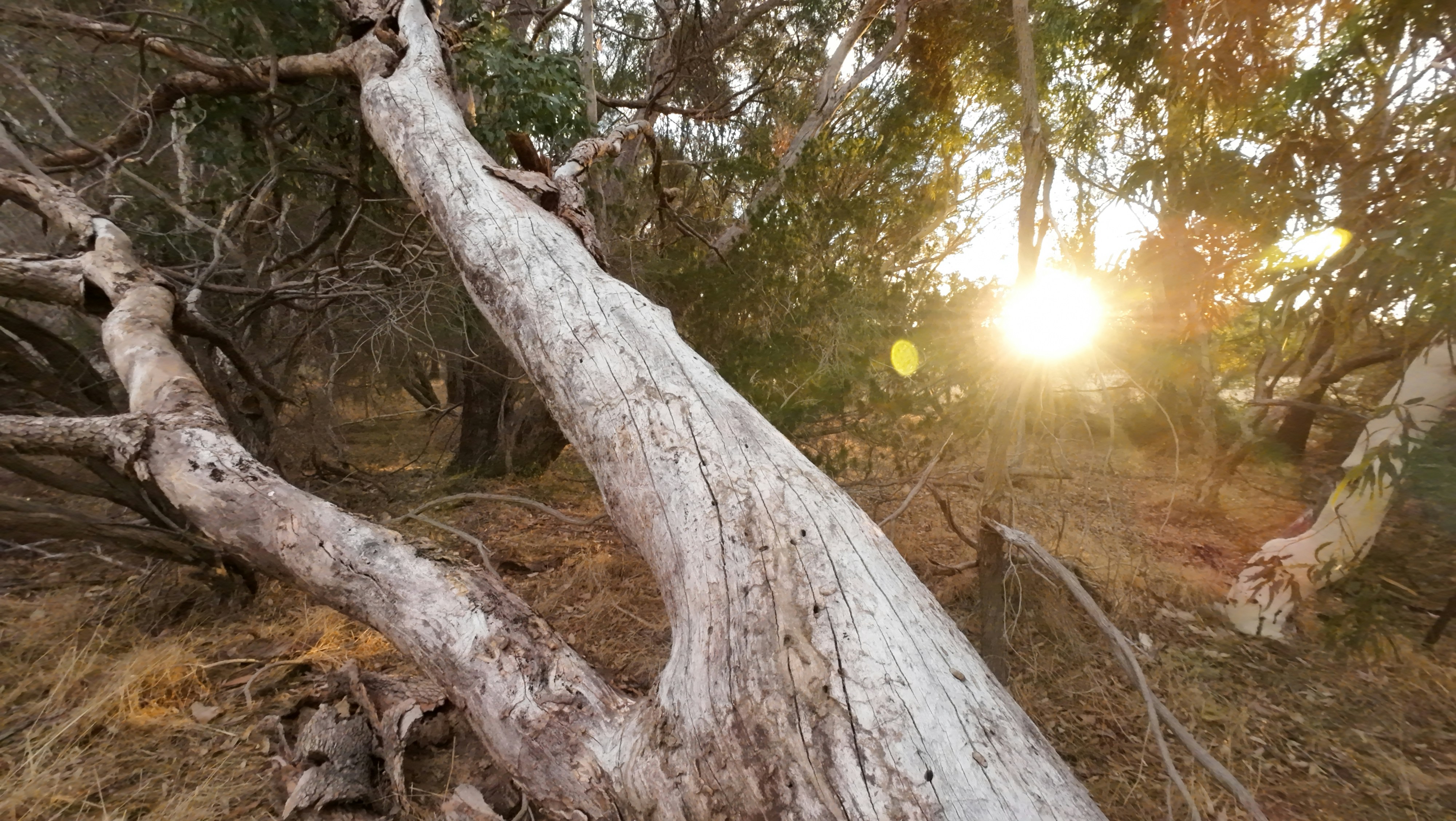 Sunlit Trunk in a Quiet Orchard: A Fallen Branch Reaches for the Light