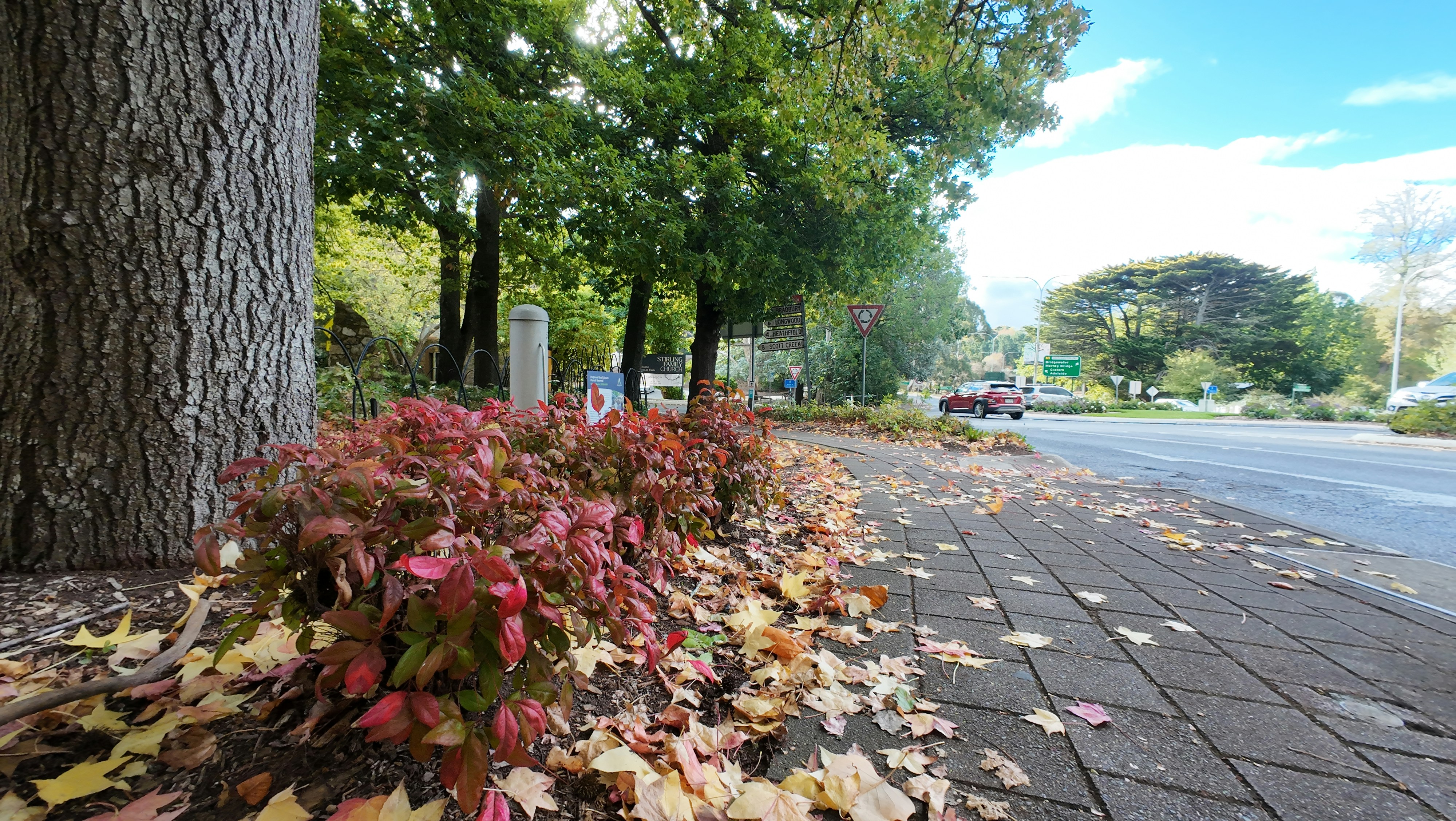 Autumn Sidewalk Quiet: Fallen Leaves Framing a Street-Side Scene