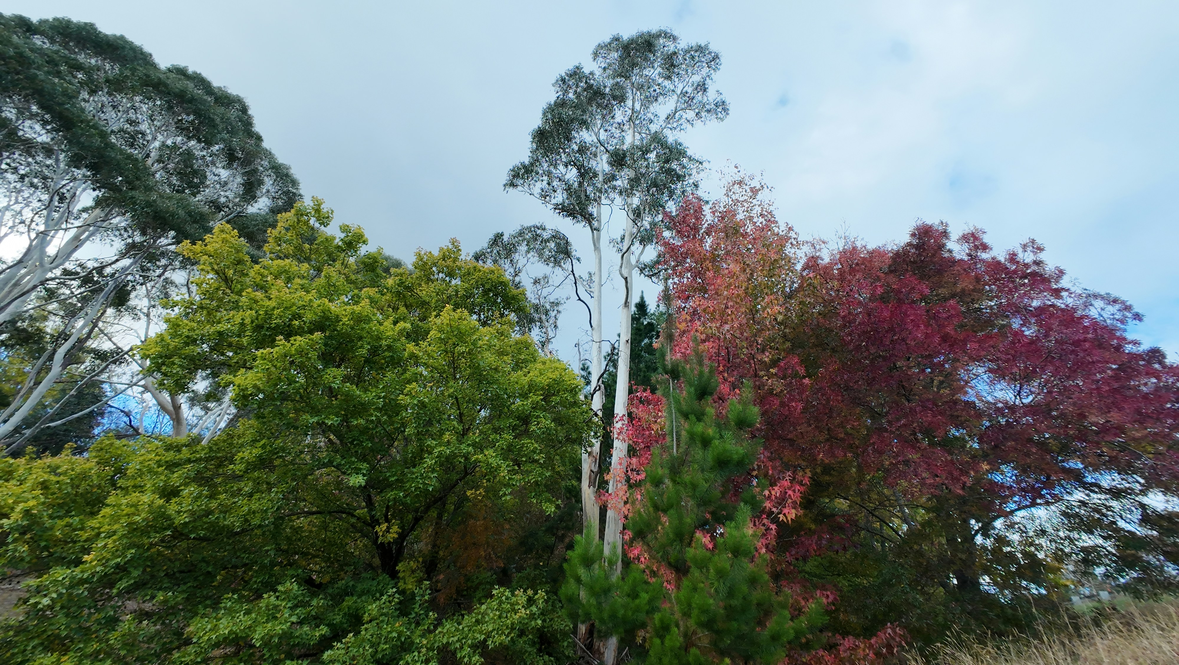 Autumn Palette Above the Ridge