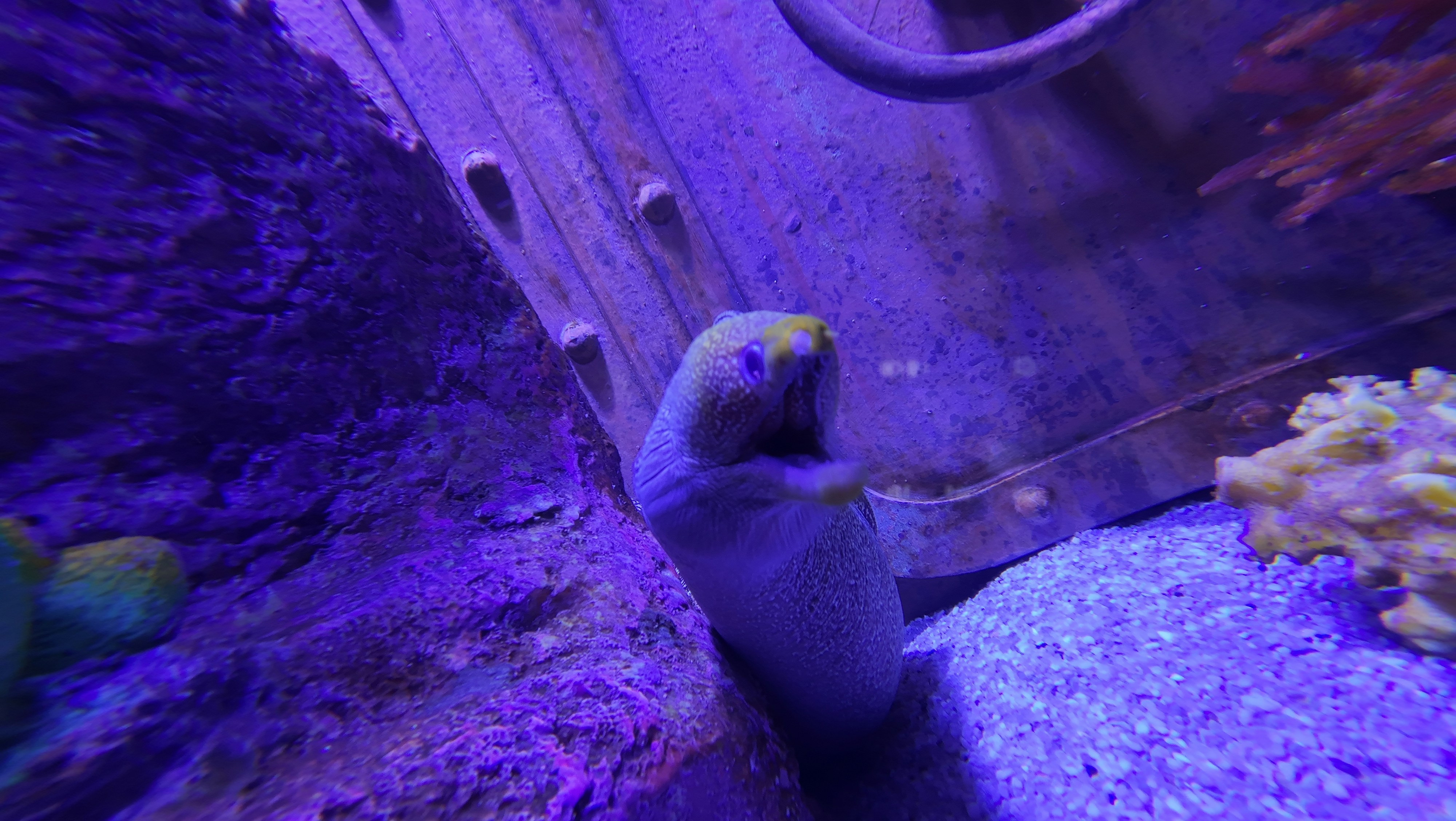 Curious eel-like Fish Reclines Among Coral and Gravel
