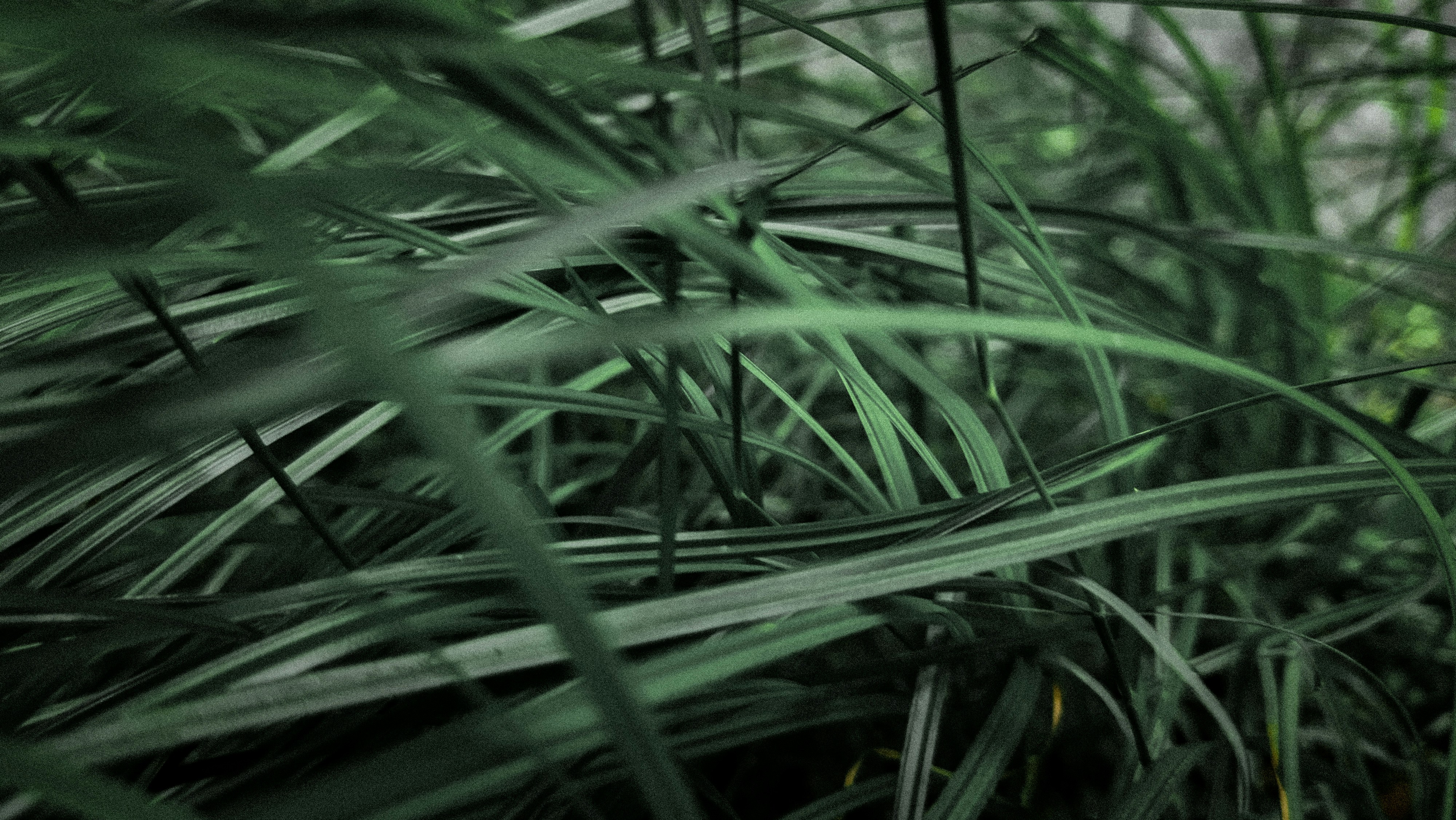 Close-up of dense, dark green grass blades creating a moody, natural texture with soft depth of field.