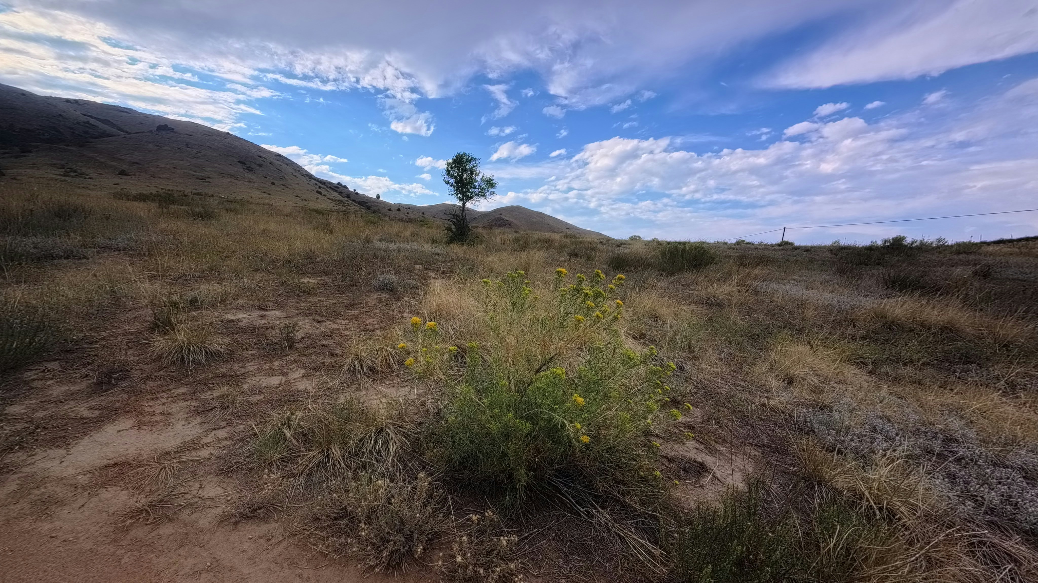  Lone scrub in a sunlit high desert under a wide, blue sky