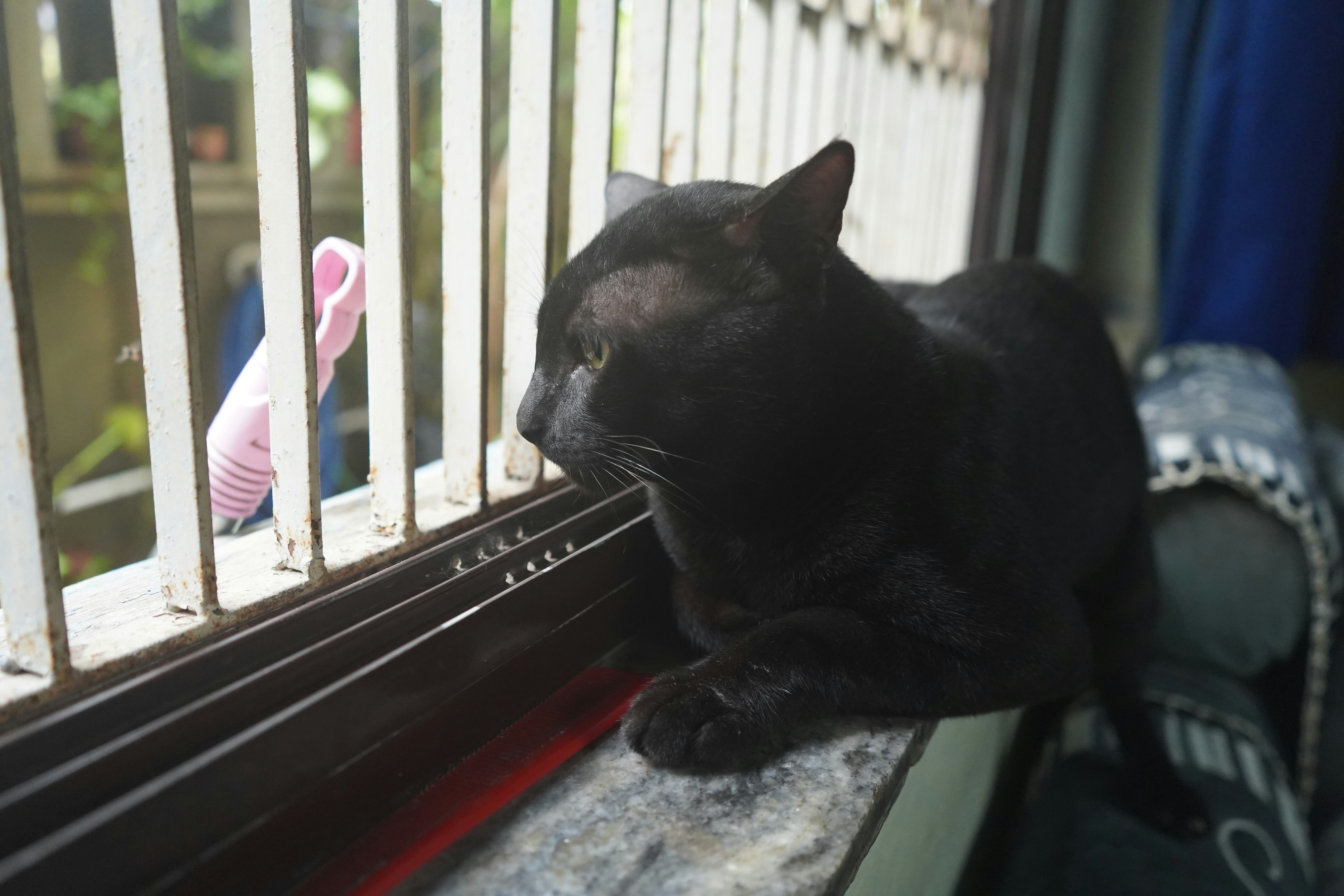 Nightwatch on the Windowsill: A Black Cat Contemplates the Outside