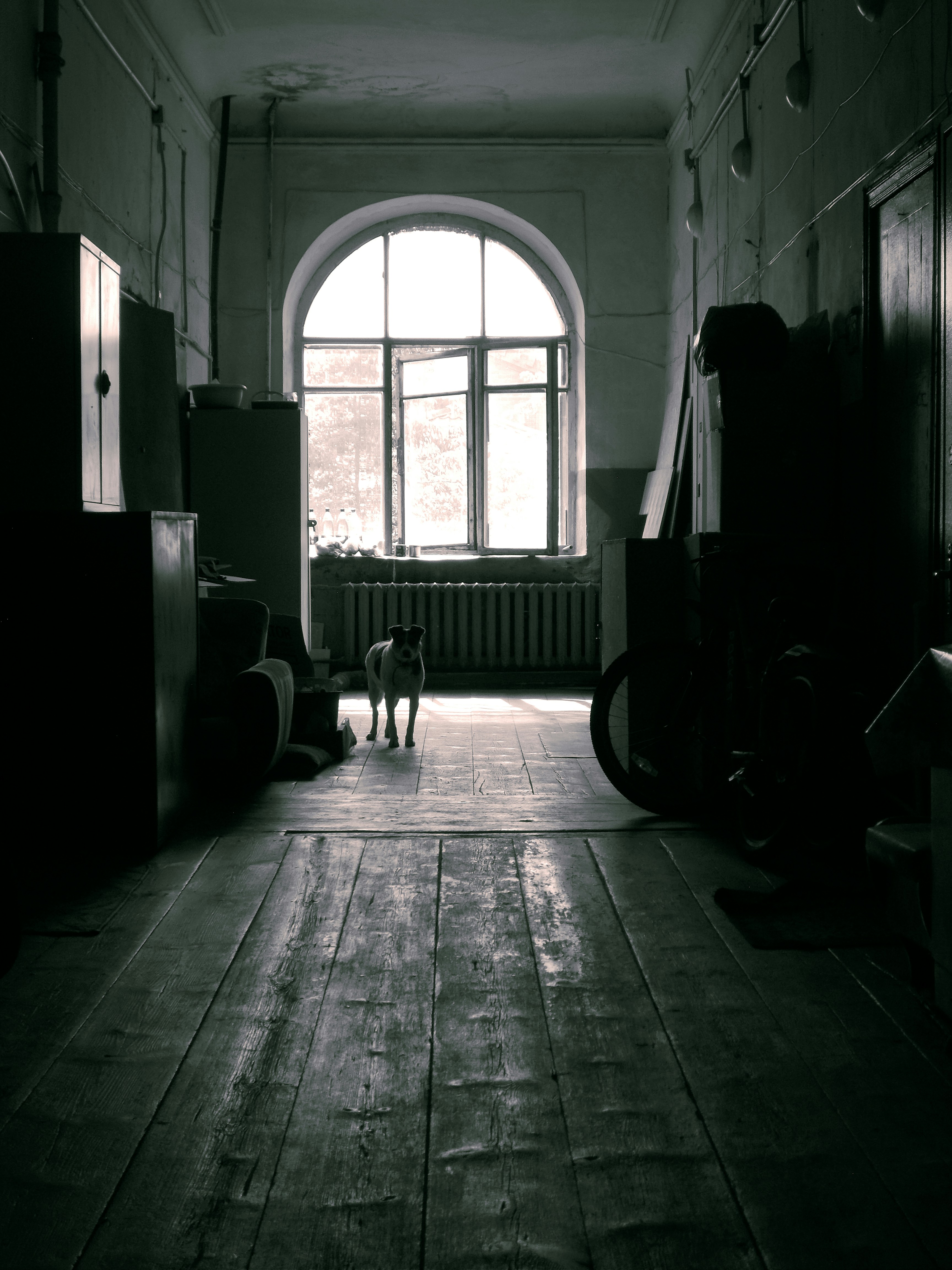 Midnight Corridor: A Dog in a Quiet Workshop