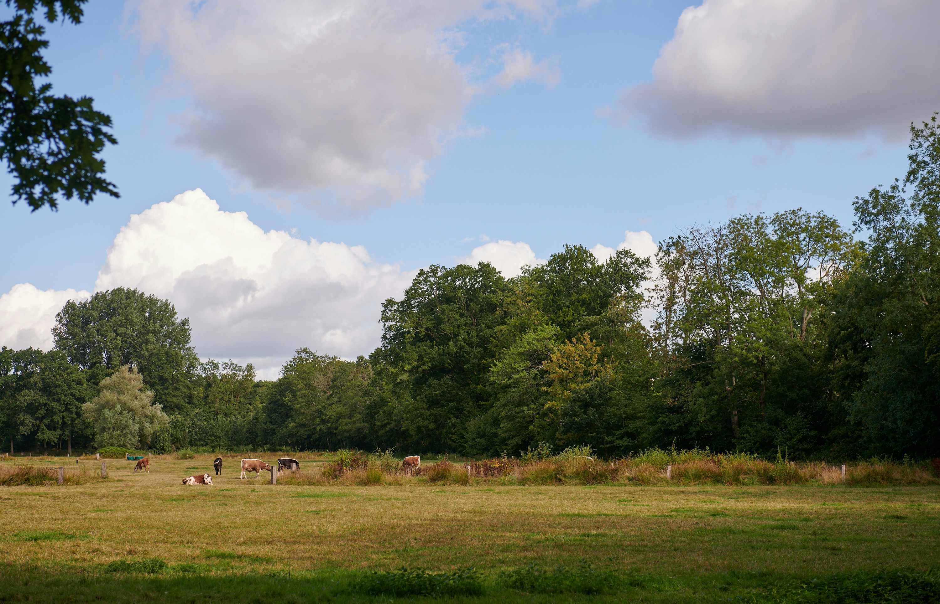 Pasture Quiet: Cattle in a Sunlit Field Under a Sky of Soft Clouds