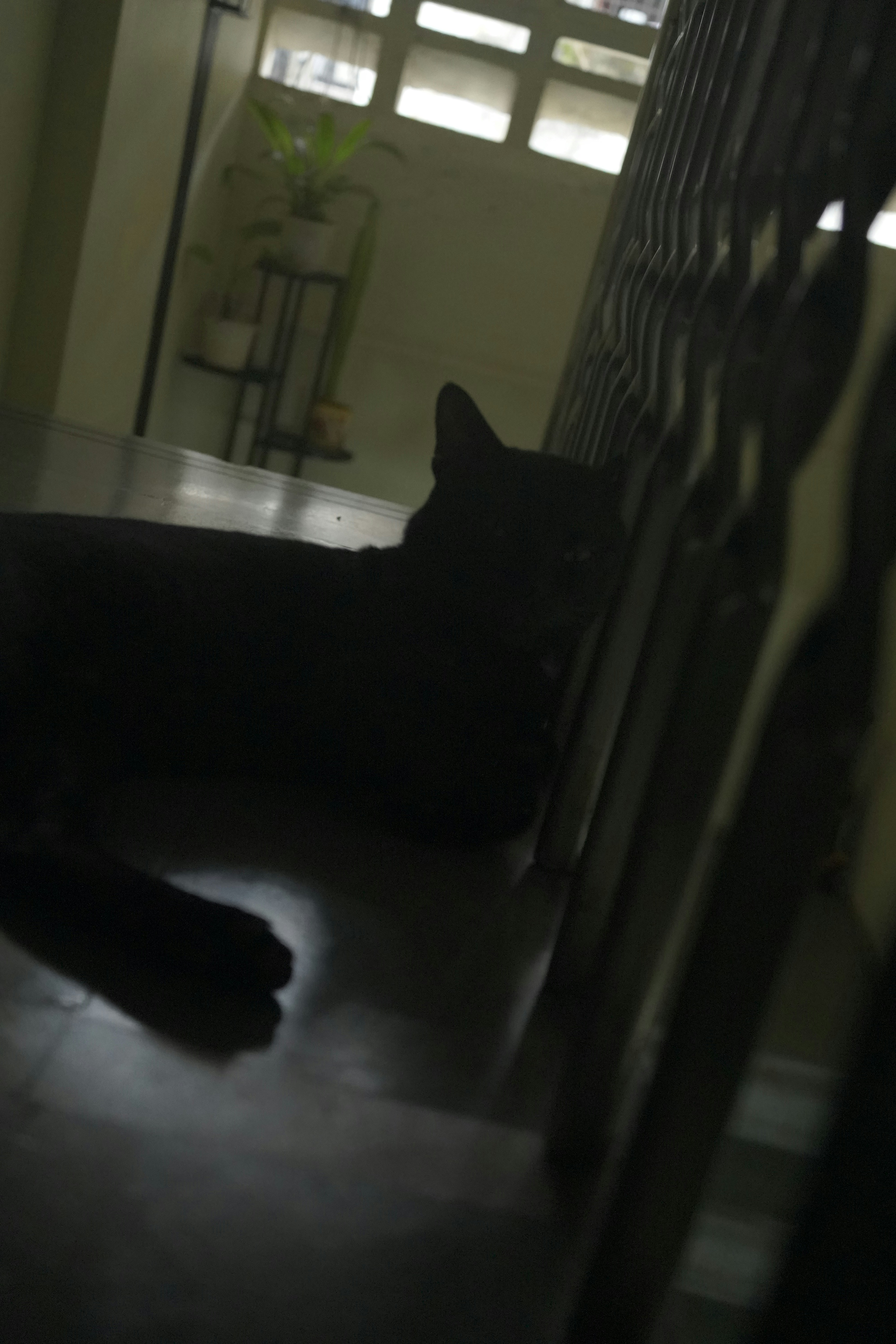 Shadowed Hush: A Cat Resting in Low Light Behind Slats