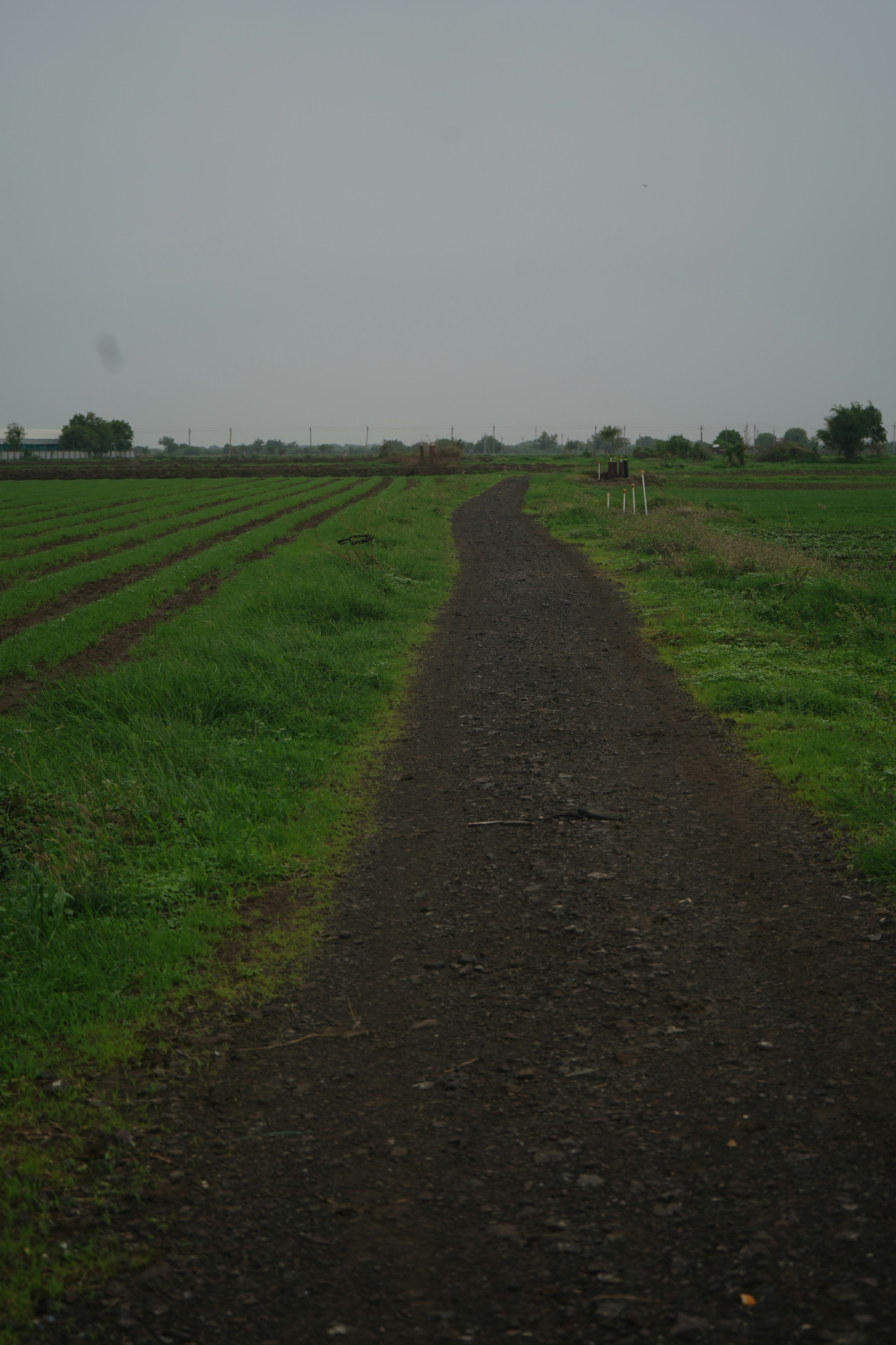 Rugged Lane through Green Fields under Overcast Sky