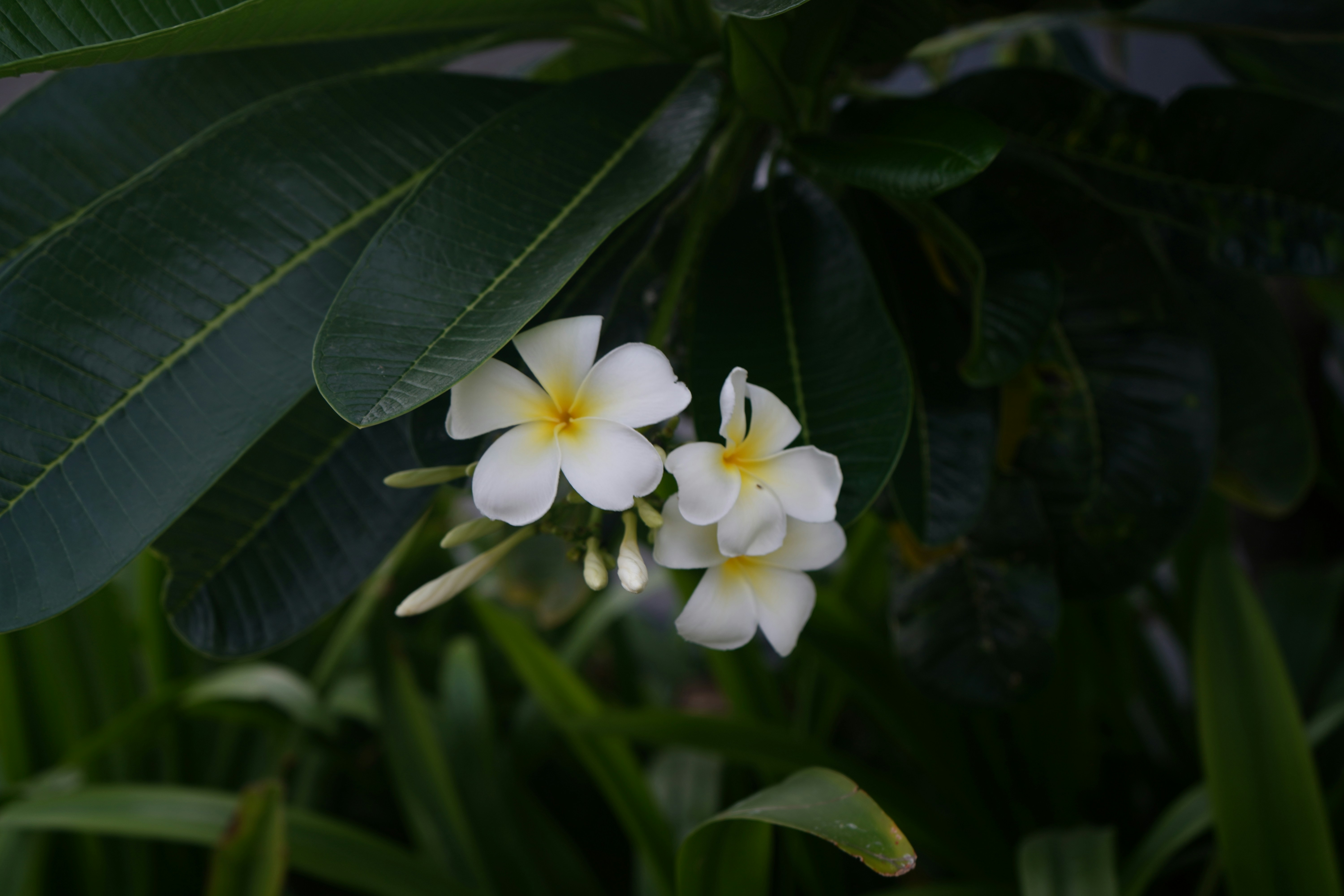 Photo by Freebird 10c with Sony Alpha 7 III