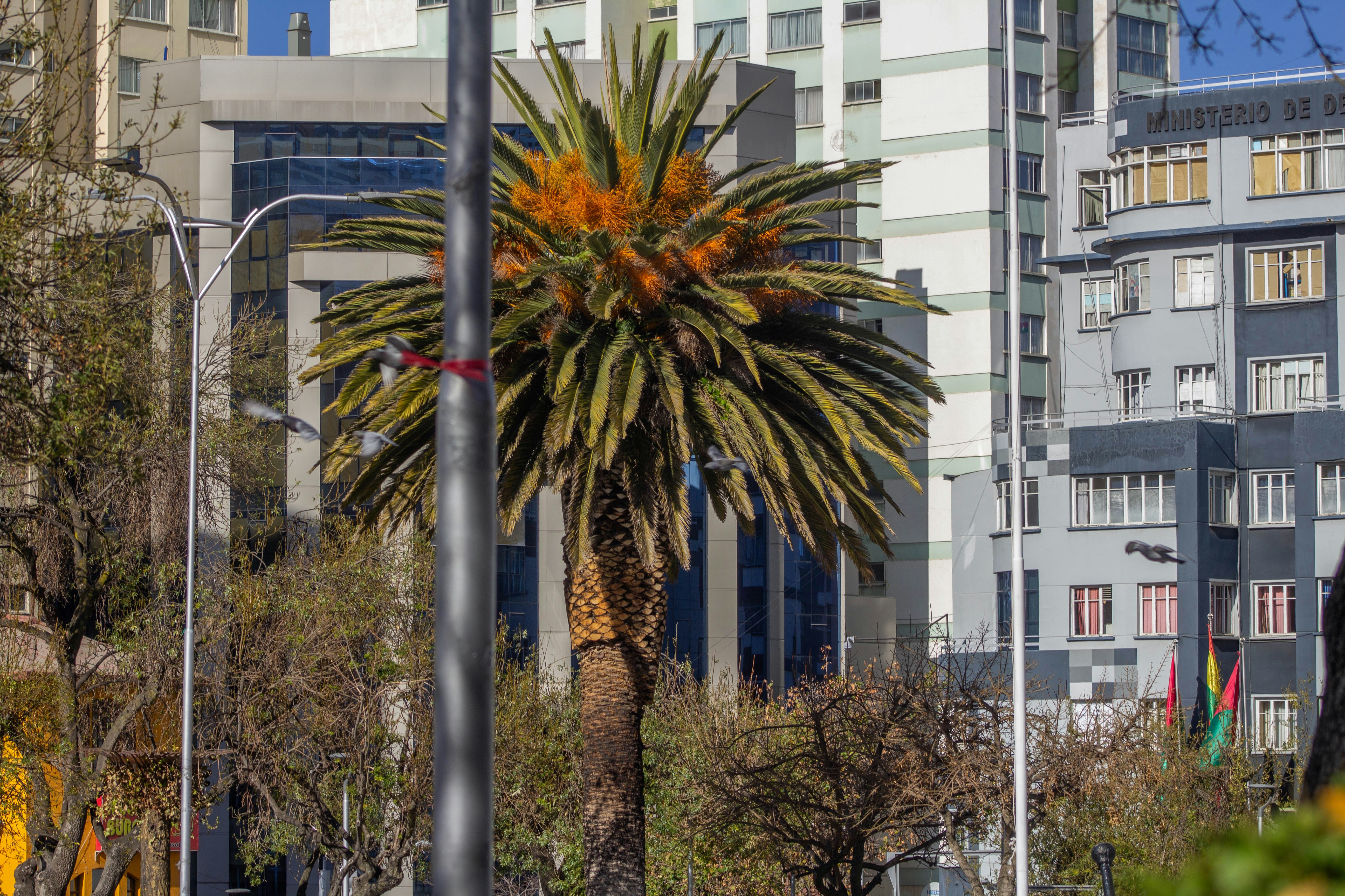 Palm Tree Framed by Urban Facades