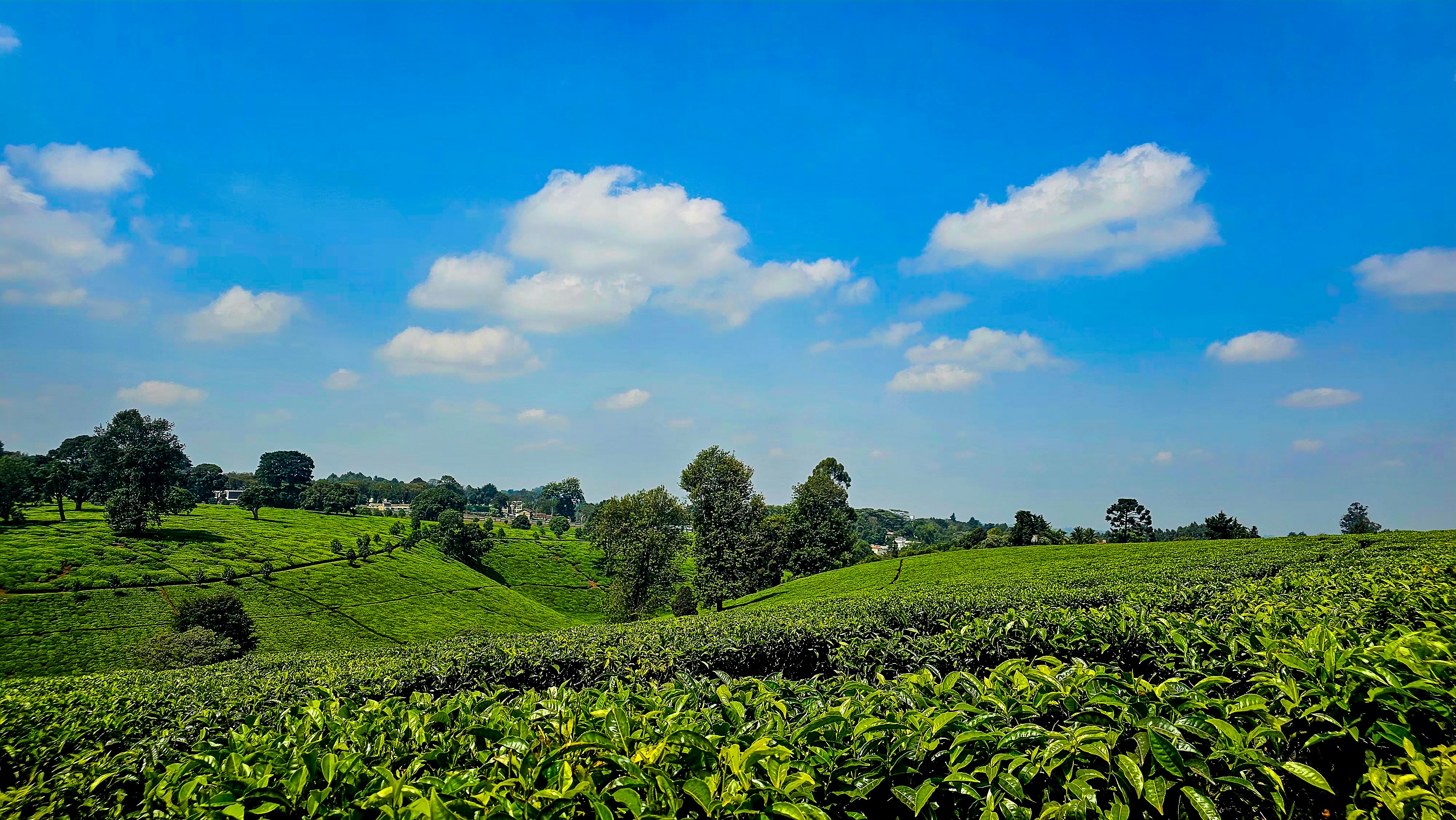Mist over emerald terraces: a pastoral tea-harvest horizon