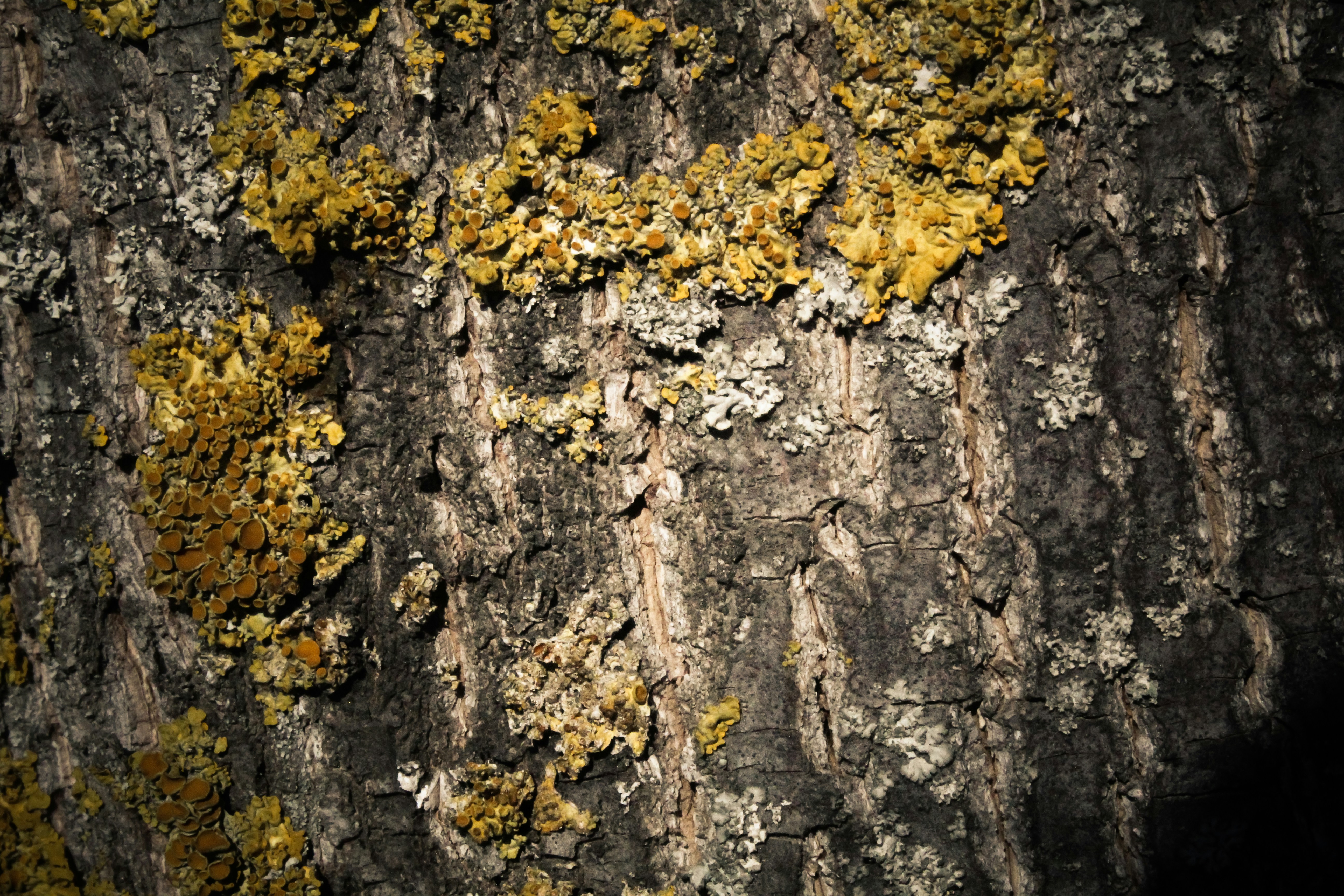 Lichened Bark: Golden Patches on Rough Terrain