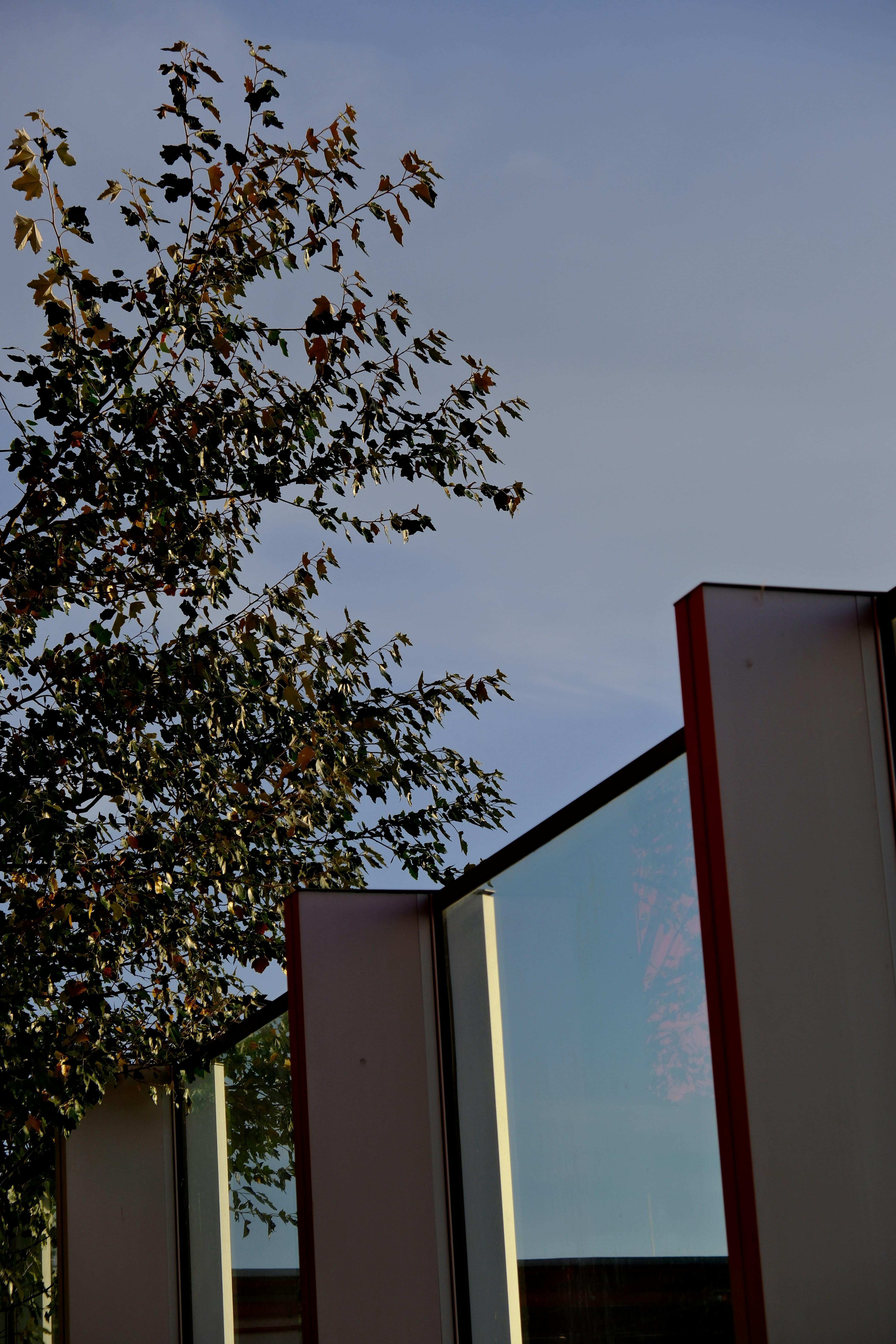 Architectural Glass and Tree Silhouette Against a Clear Sky