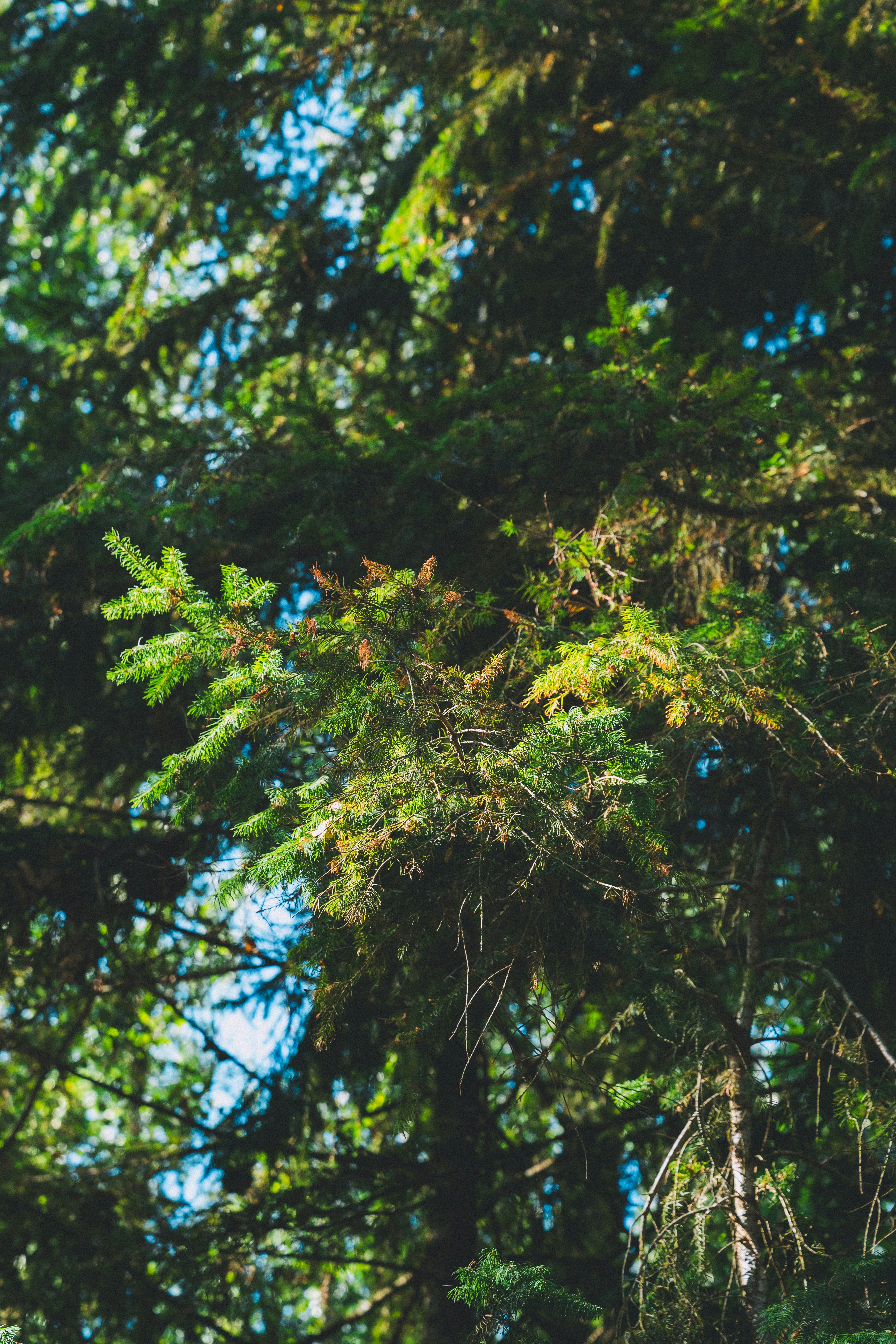Sunlit Sprigs: A Quiet Moment Within the Forest Canopy