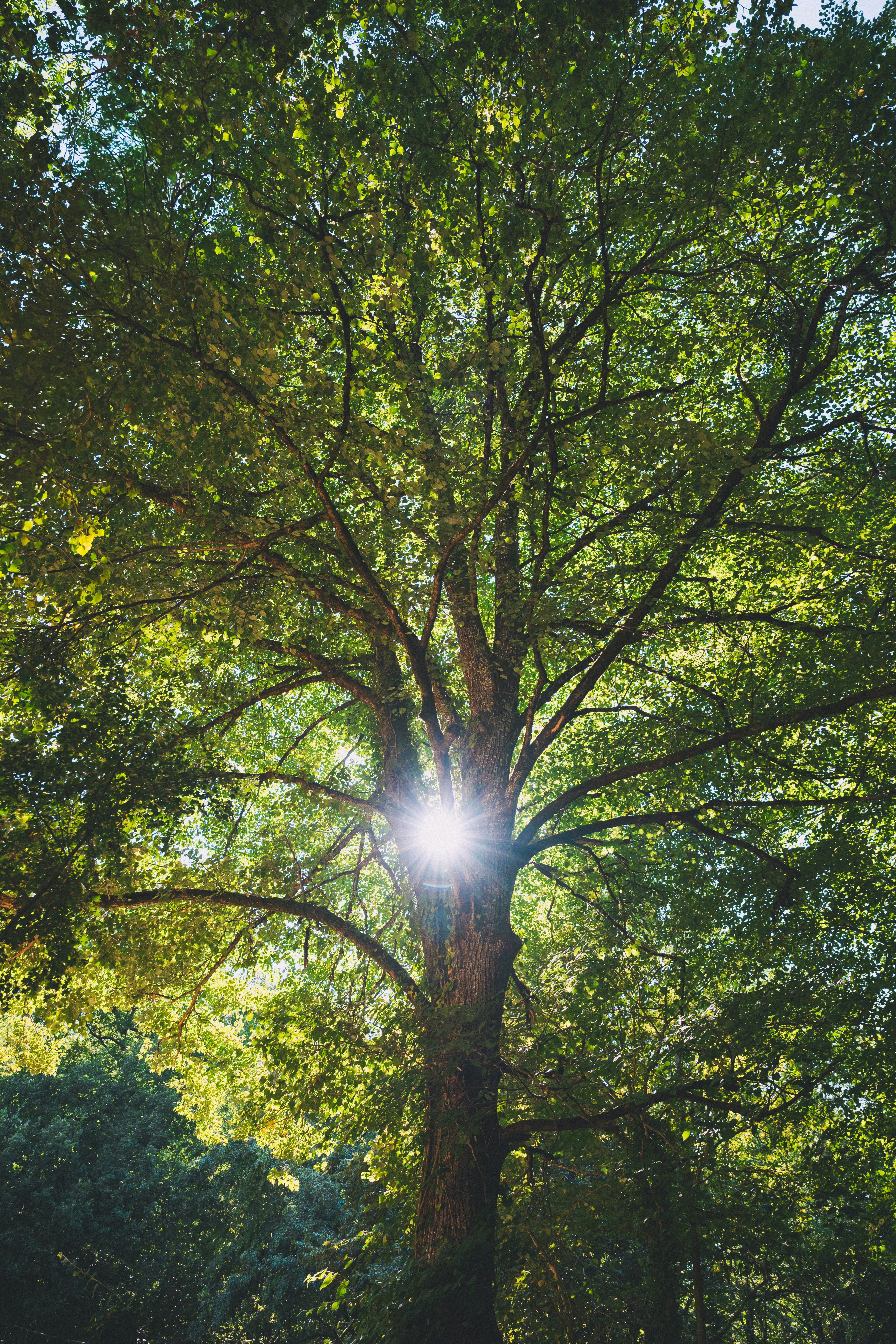 Sunlit oak canopy with radiating branches and a bright sunburst peeking through the trunk; a tranquil forest scene emphasizing dappled light and green foliage.
