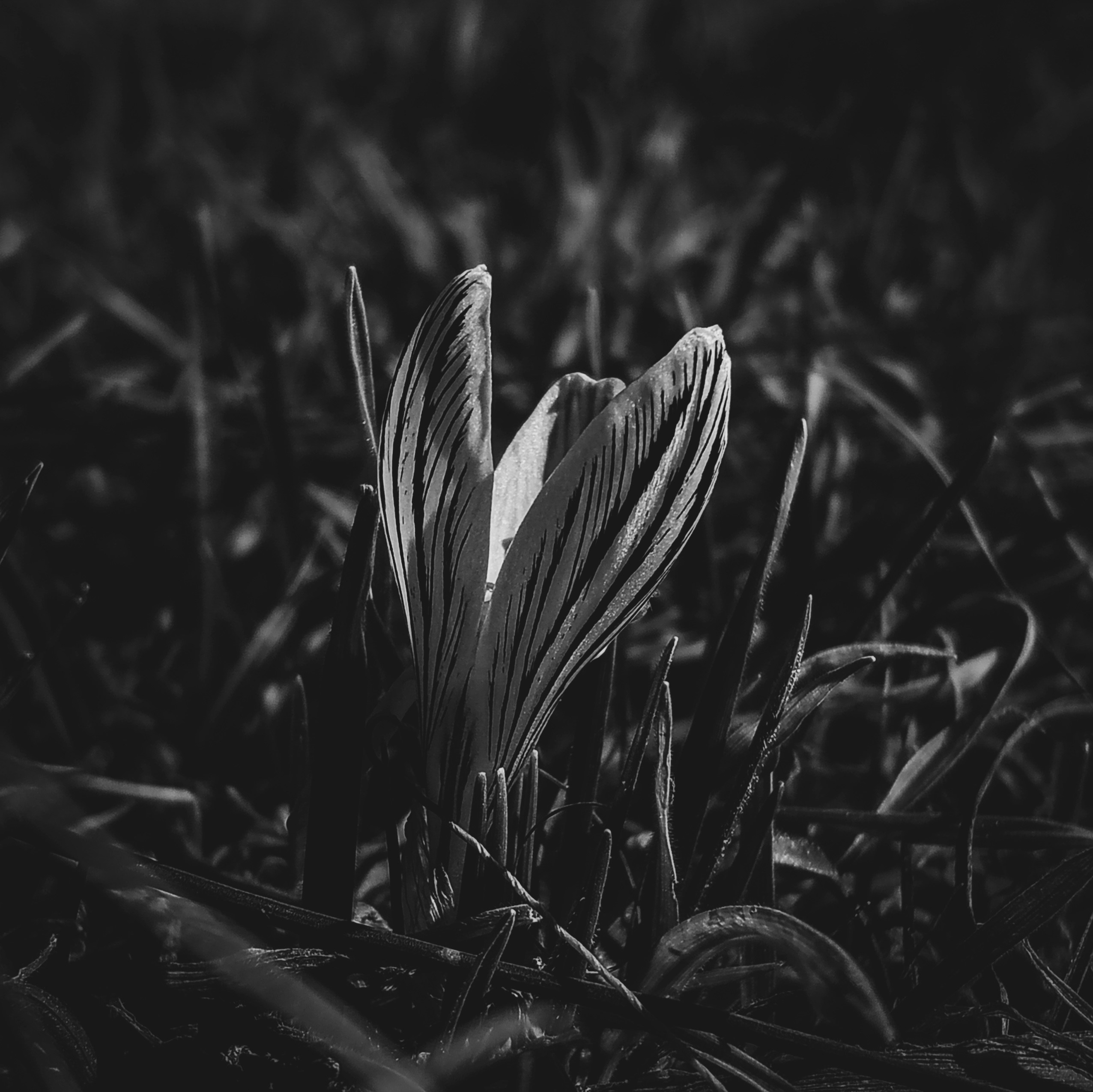 A single crocus flower blooming among blades of grass in black and white