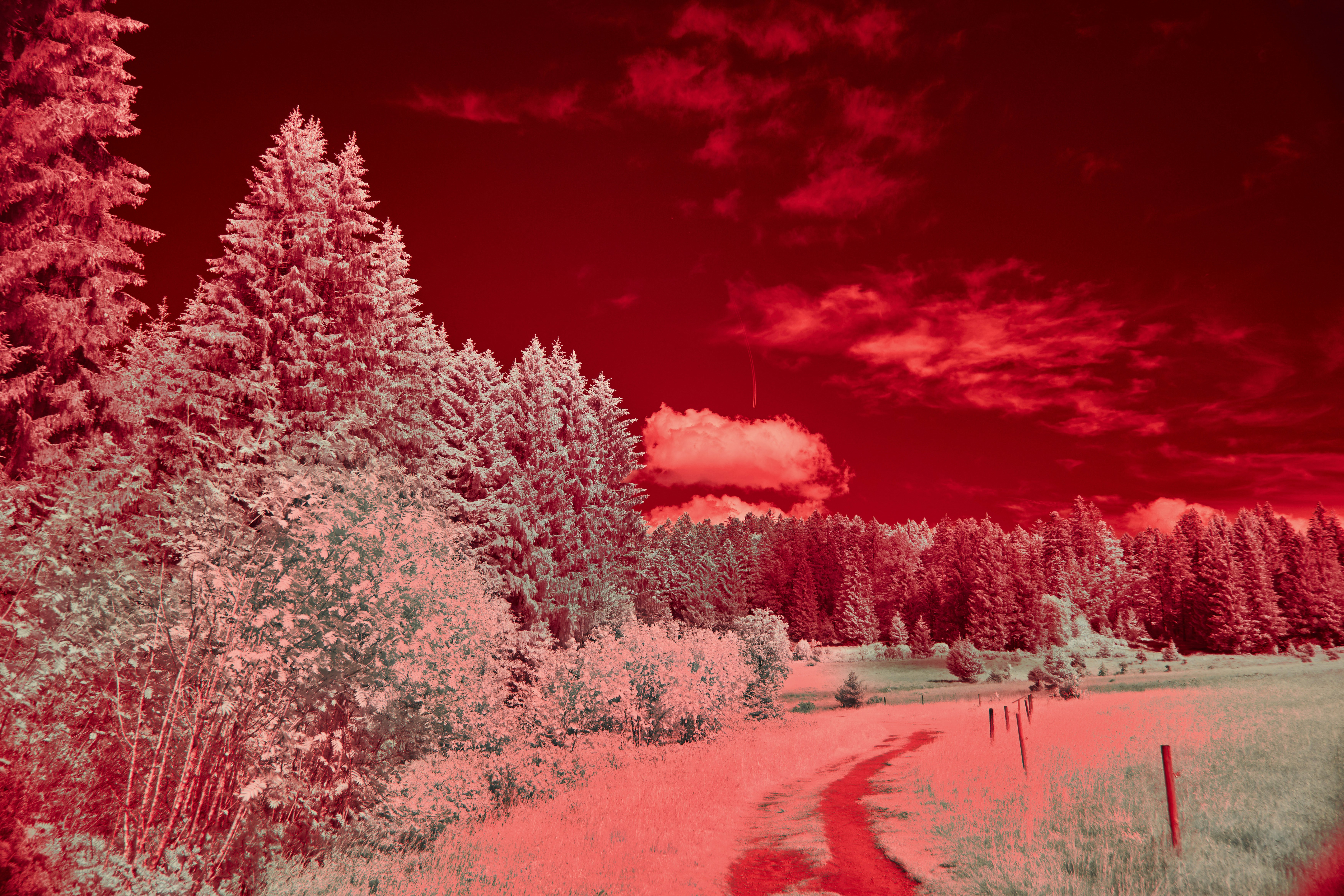 Crimson Quiet: Infrared Meadow Along a Distant Path