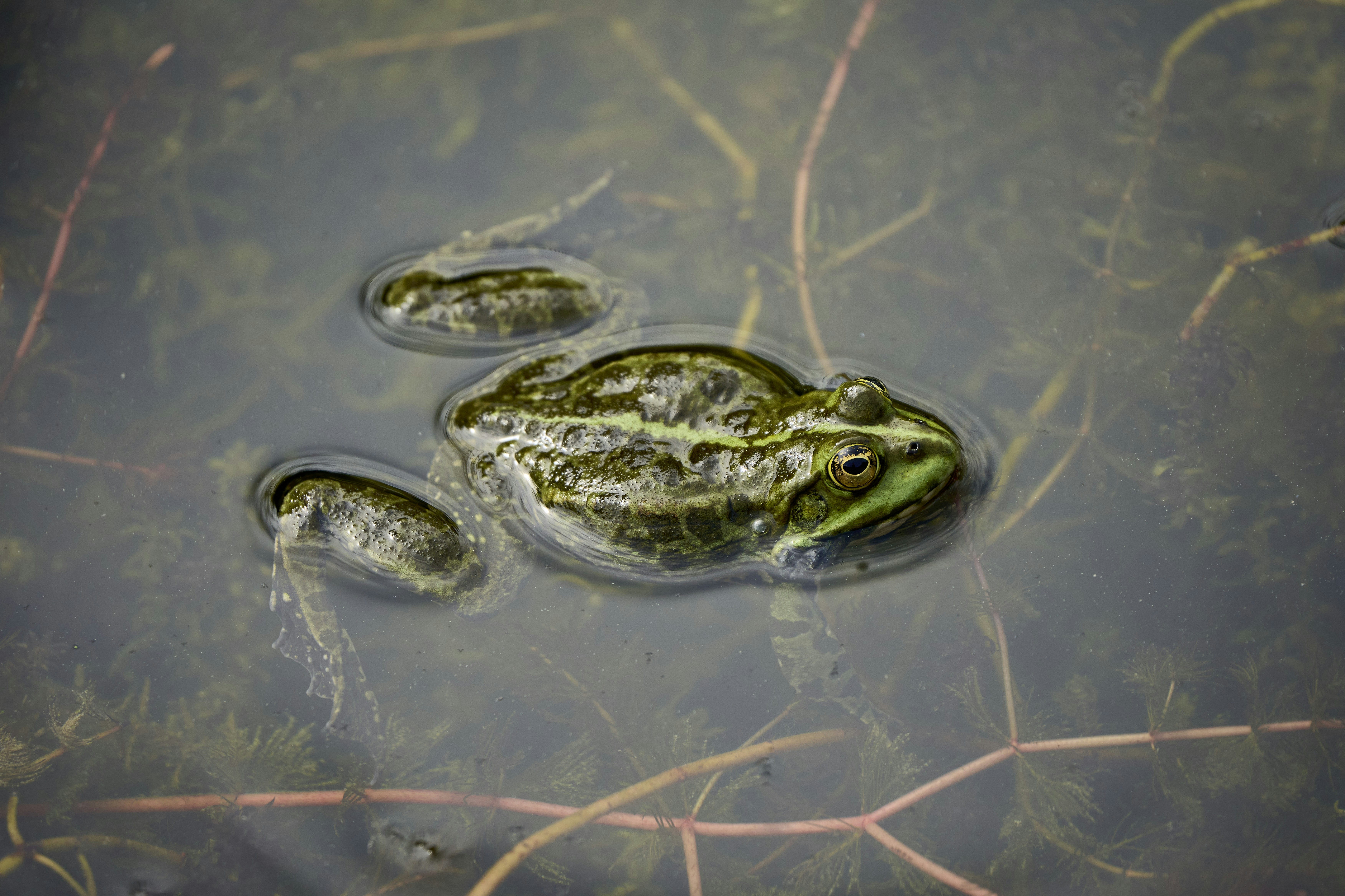 Hidden Emerald: A Frogsbridge in Quiet Water