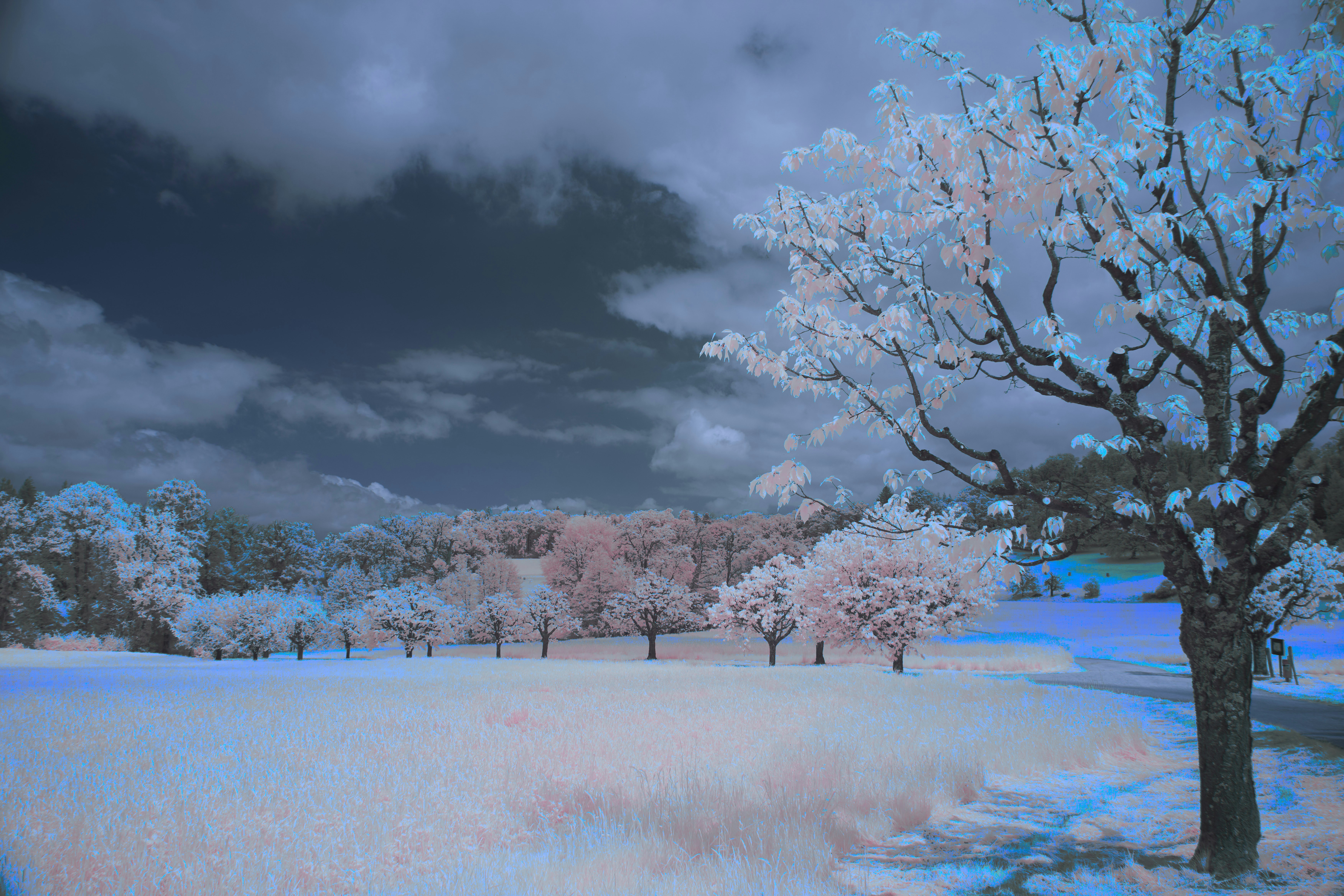 Ironwood Orchard in Neon Twilight