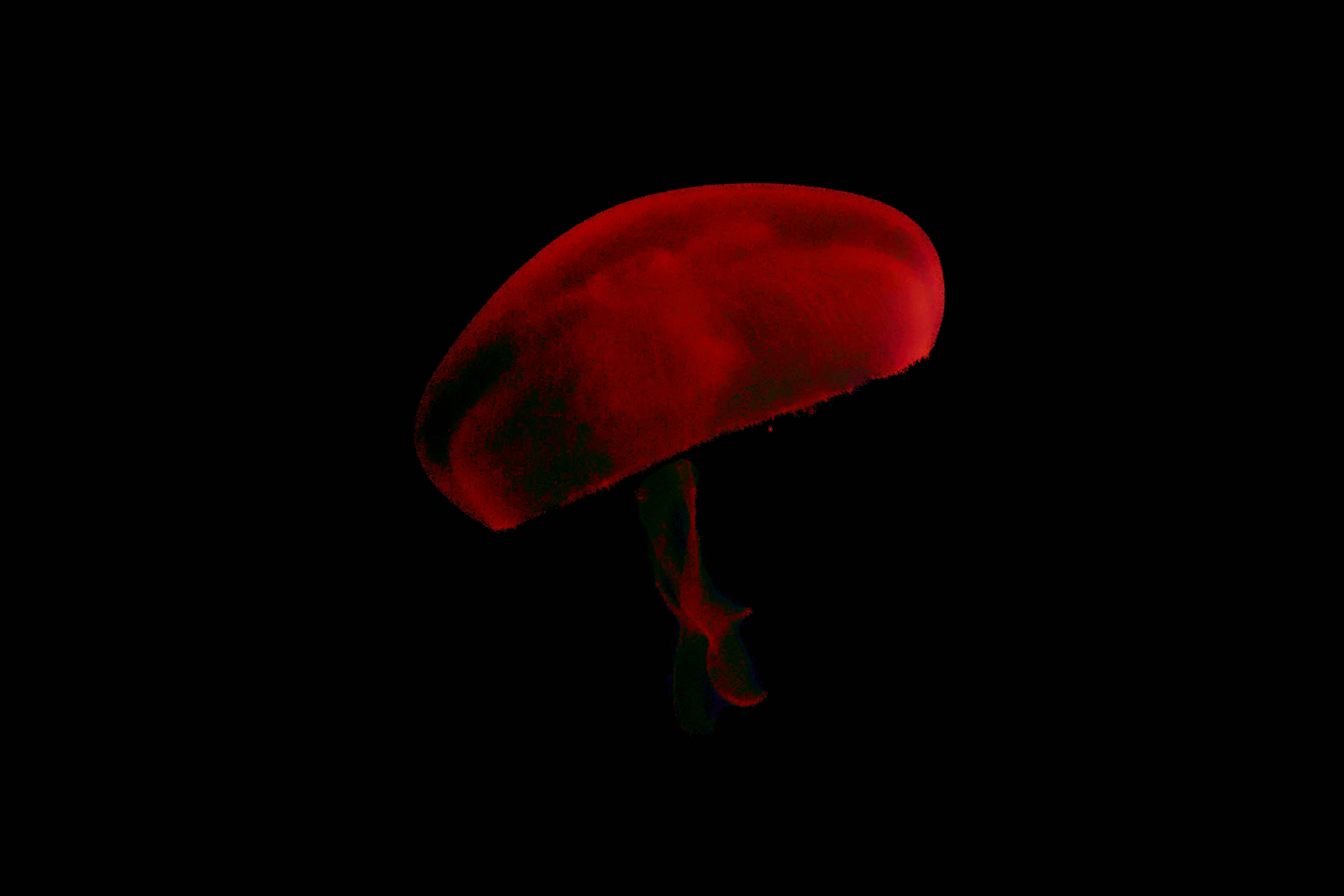Crimson Phantom: a solitary jellyfish gliding in the abyss