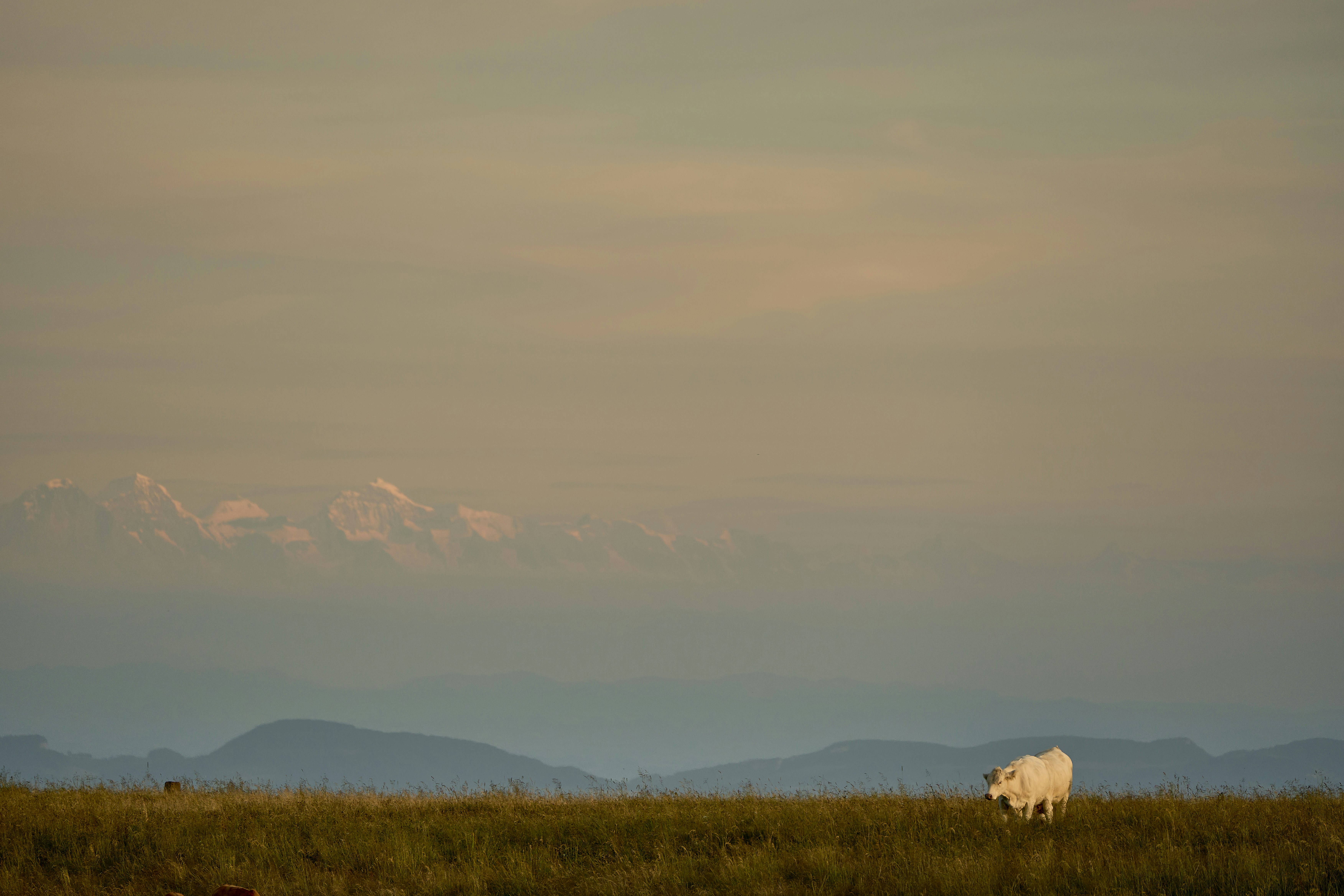 Grazing in the Dusk: A Lone Cow on the Prairie