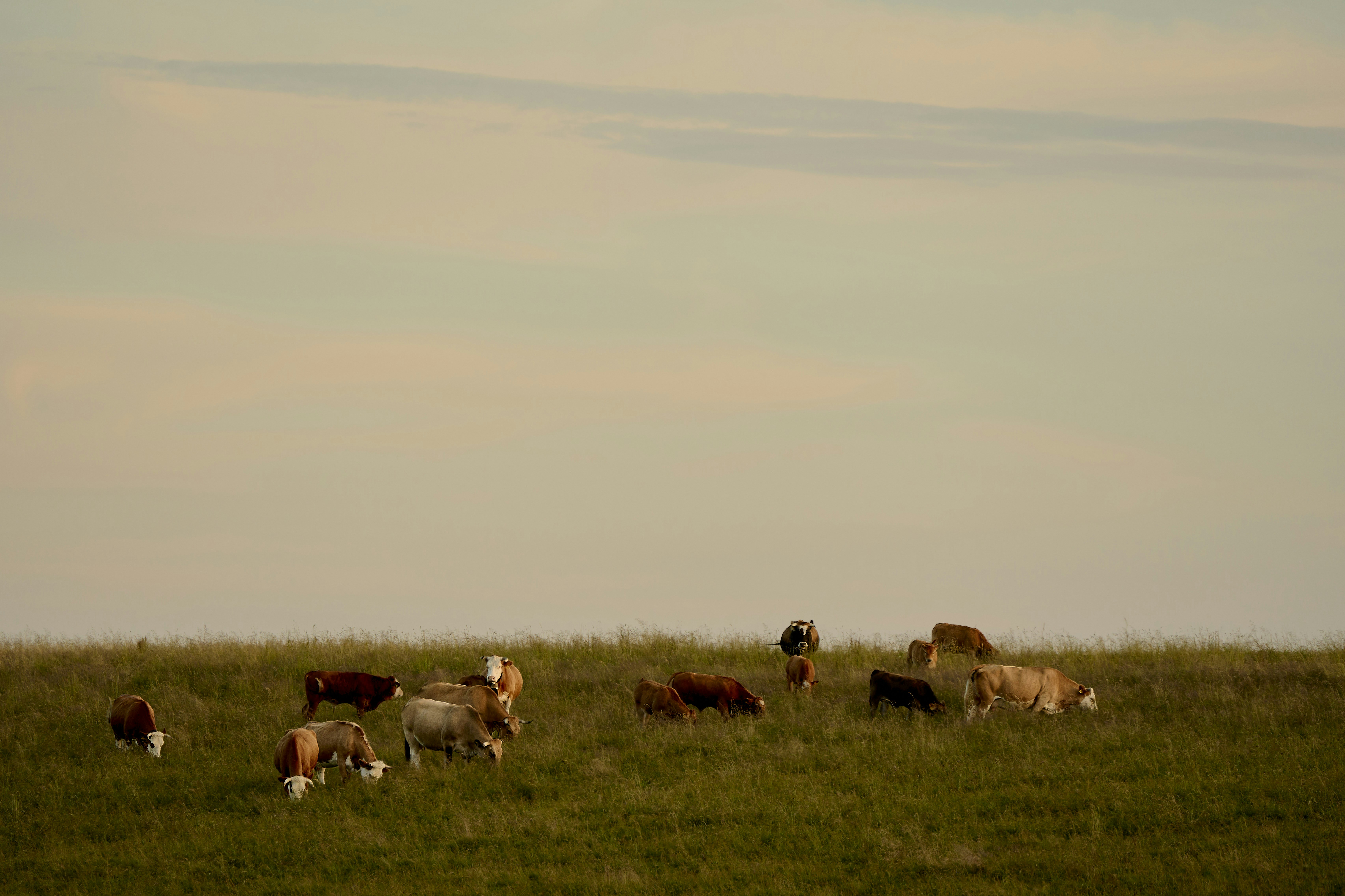 Cattle Quiet on the Prairie at Dusk