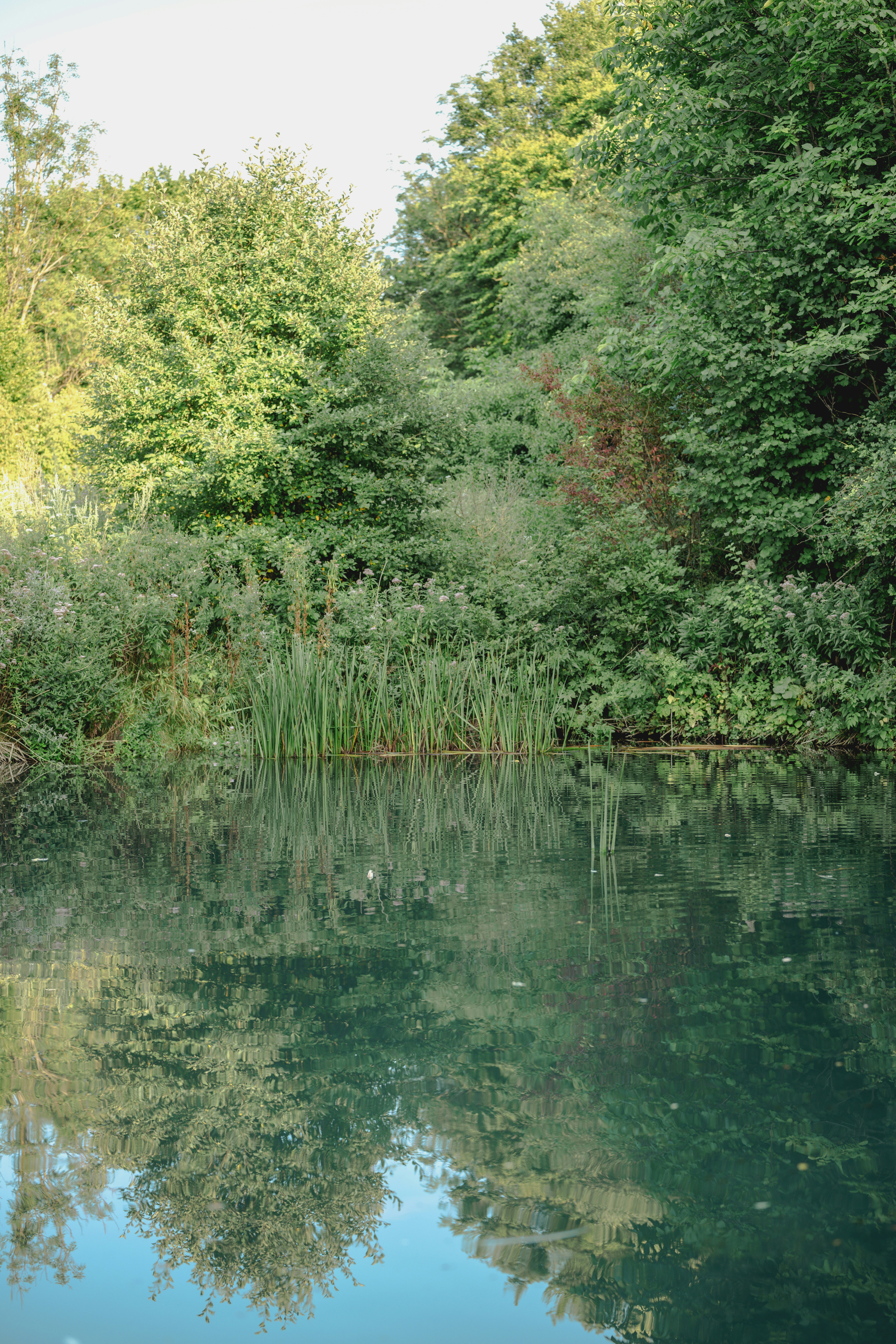 Serene lakeside ribbon: green silhouettes and mirror sky
