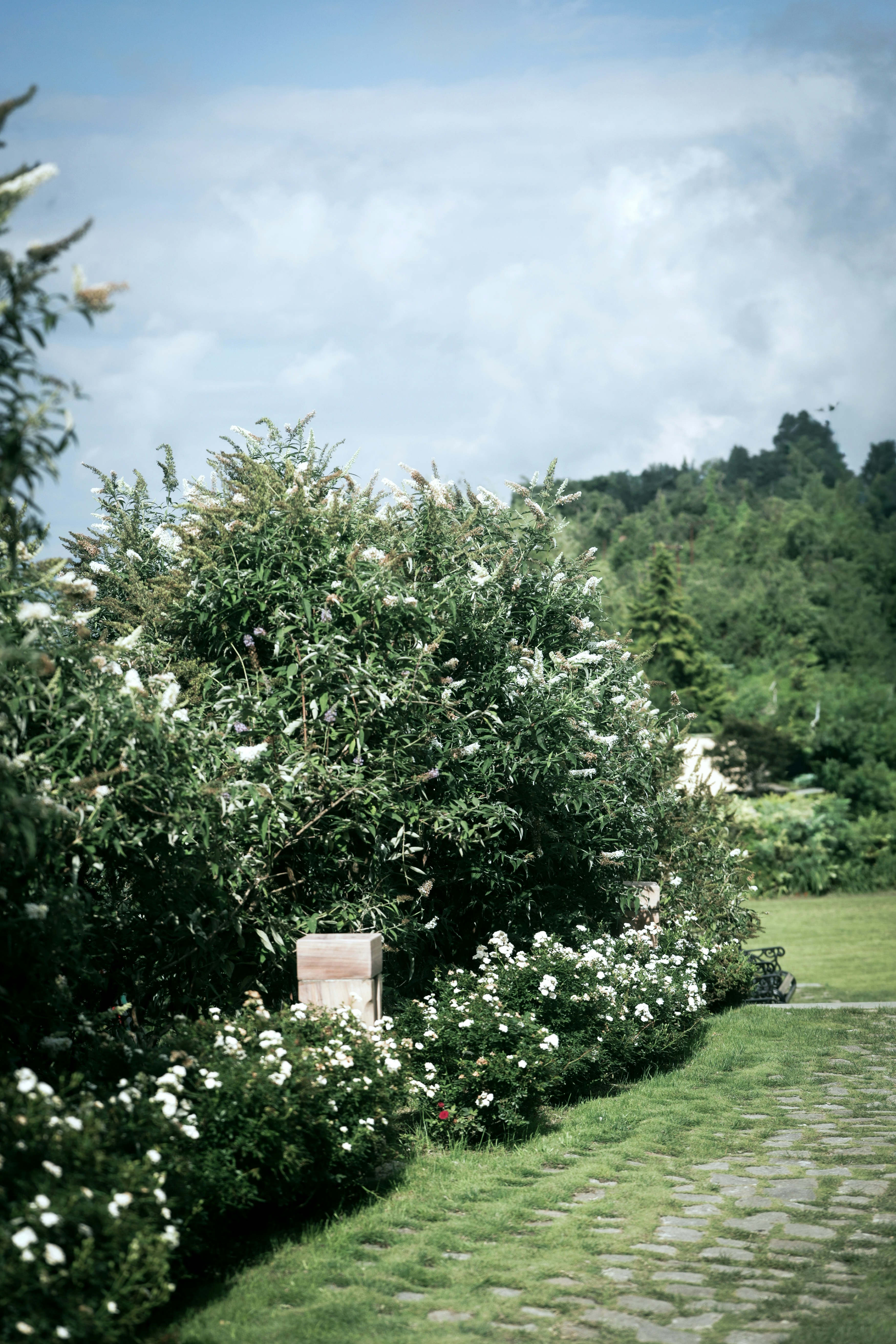 White-blossomed rose hedge beside a stone path