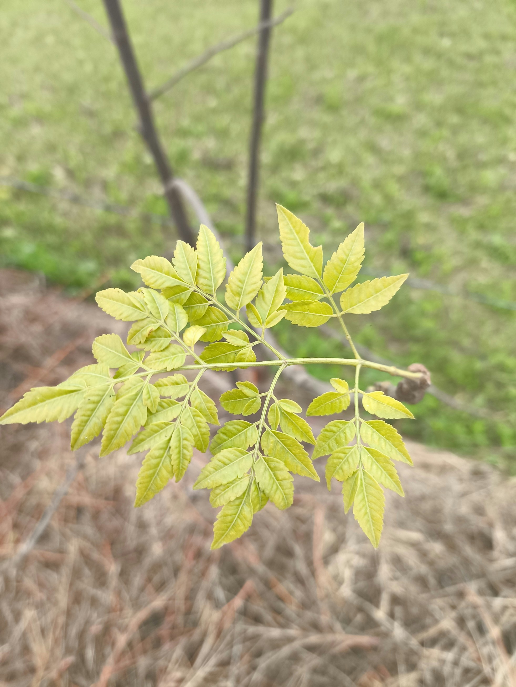 Sunlit Compound: A Closer Look at Fresh Spring Foliage