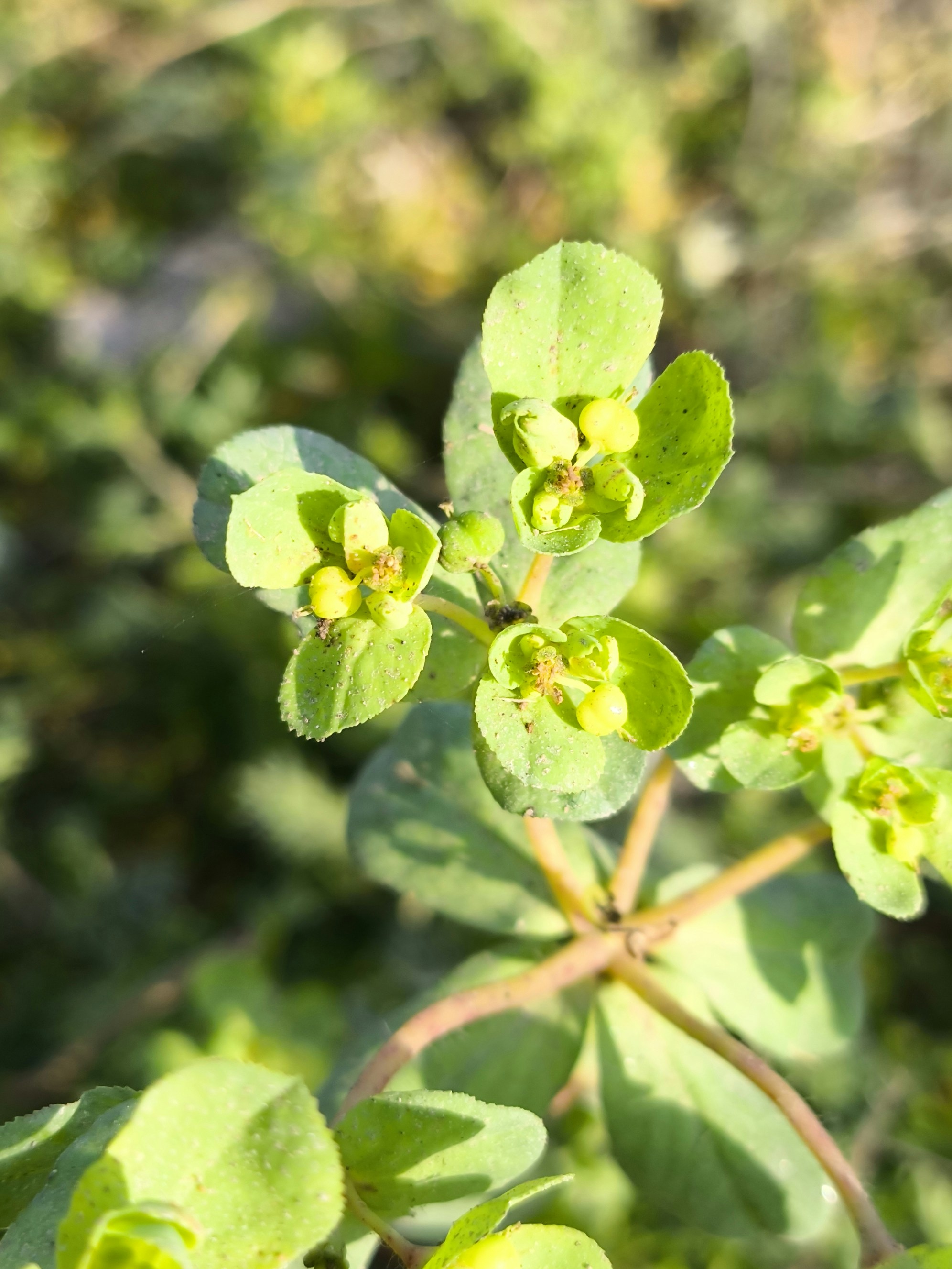 Close-up of sunlit leafy buds: a vivid micro-scene in sharp relief