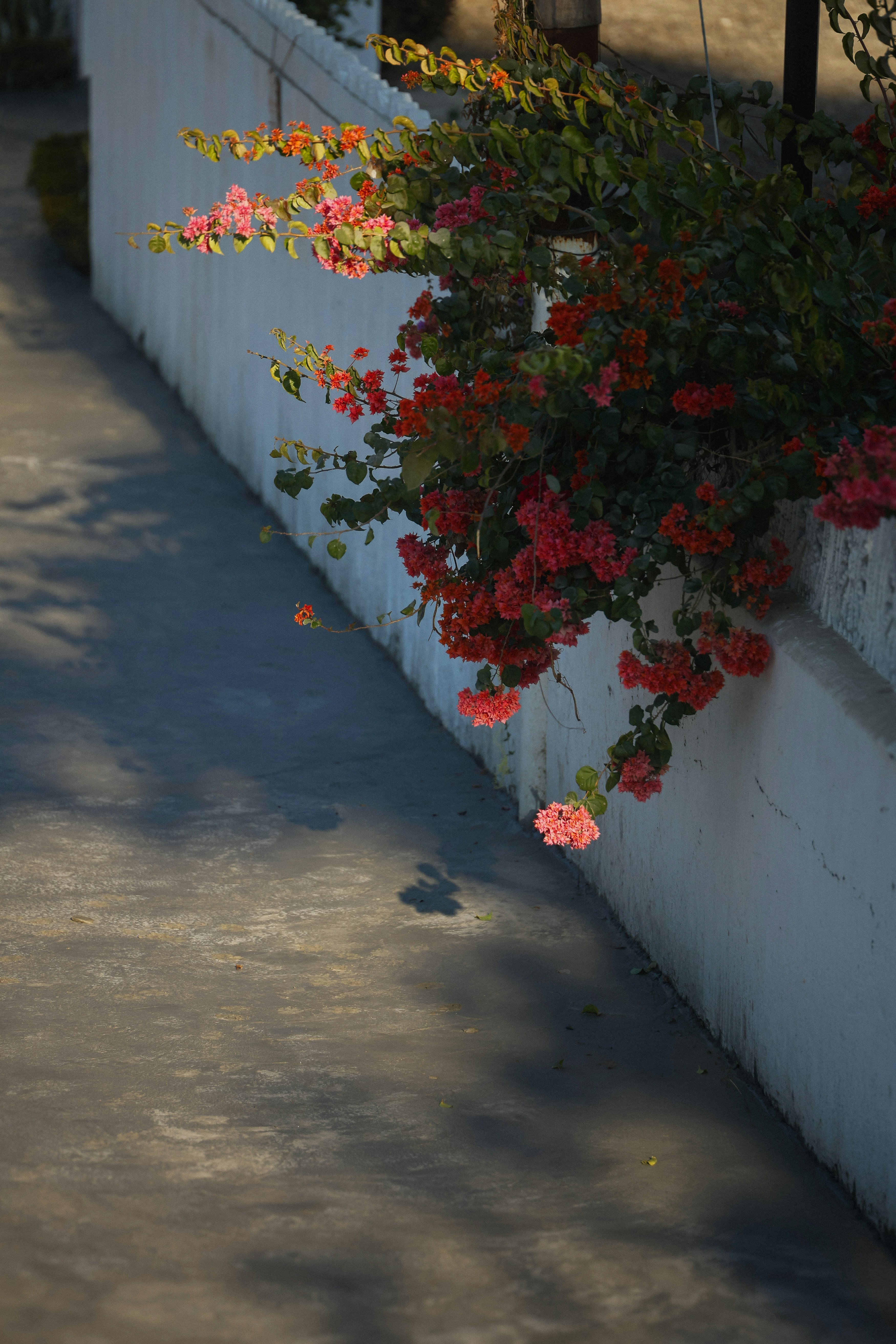 Bougainvillea over a sunlit white wall along a quiet path