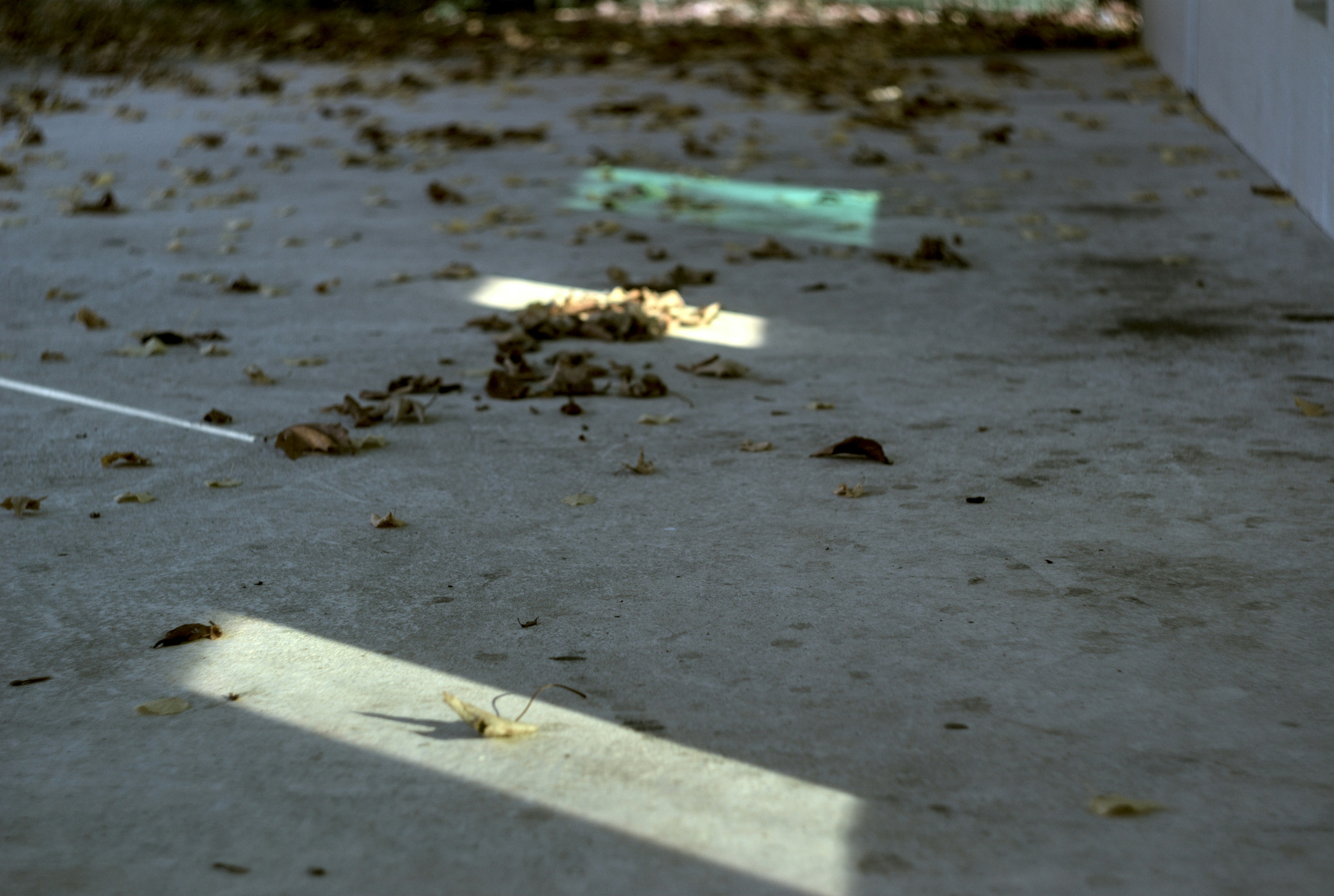 Sunlit Fragments on a Quiet Concrete Canvas