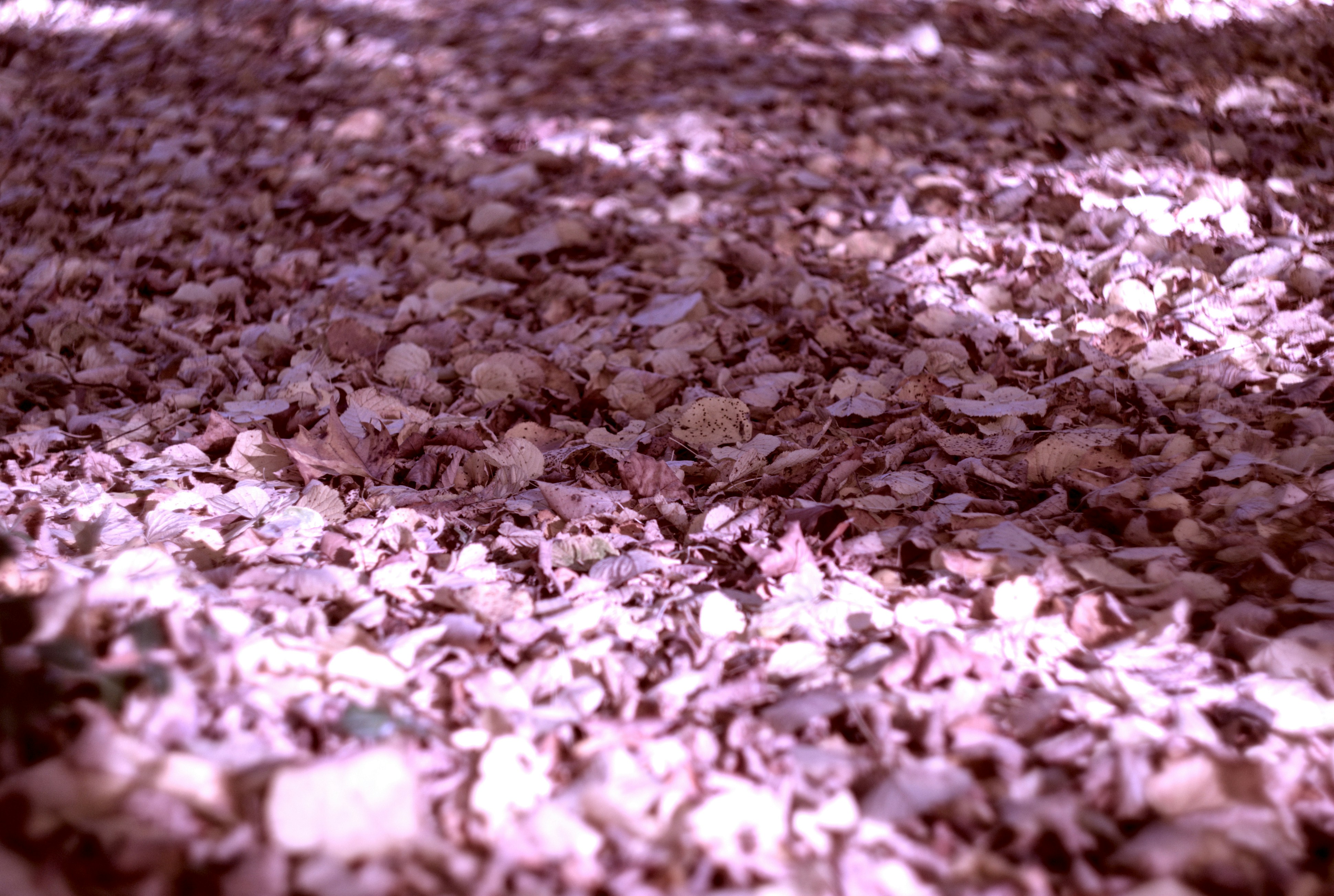 Softly lit ground littered with fallen petals, creating a pink-hued texture and shallow scene depth.