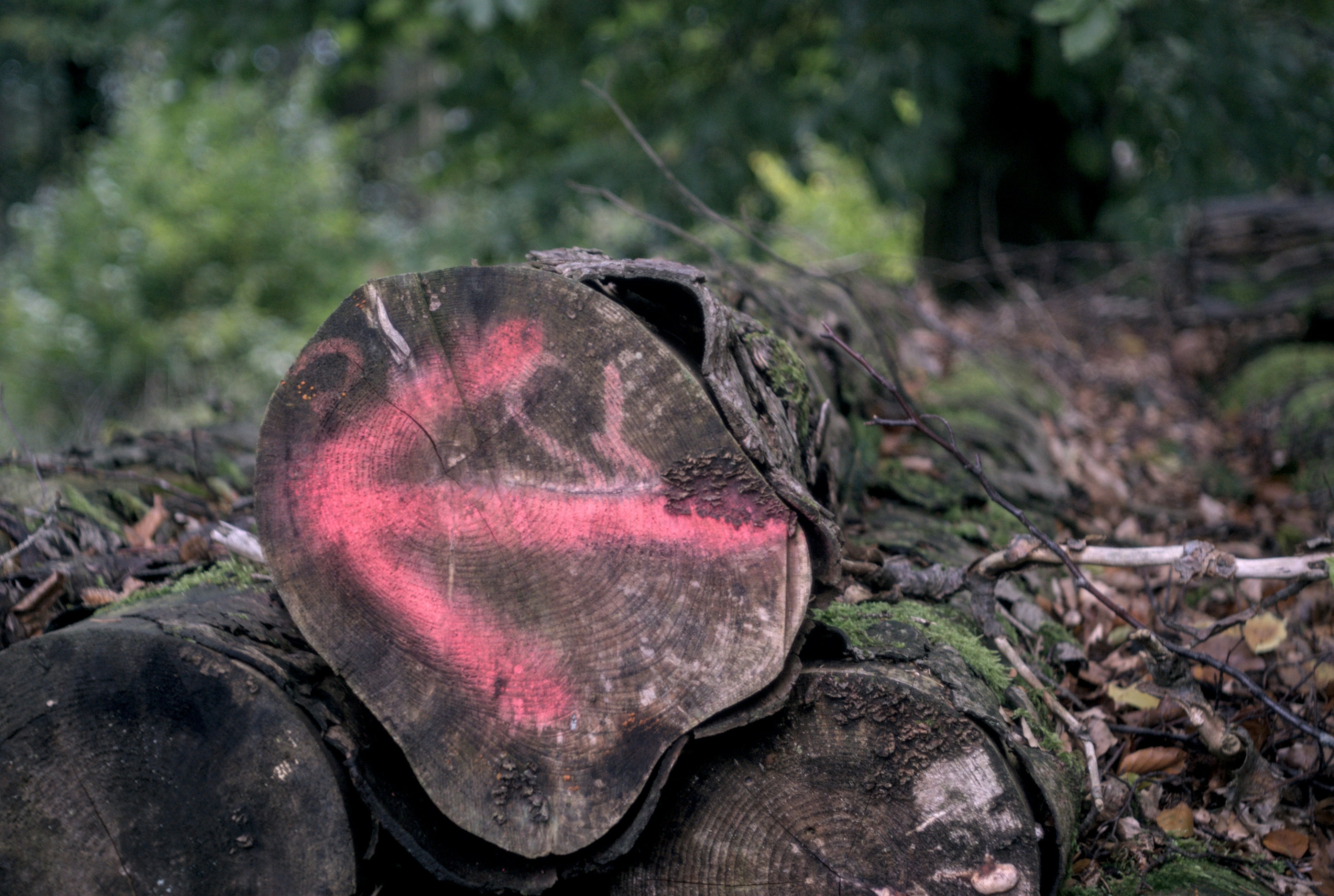 Pink Mark on Sun-bleached Log Slice in Forest Stack