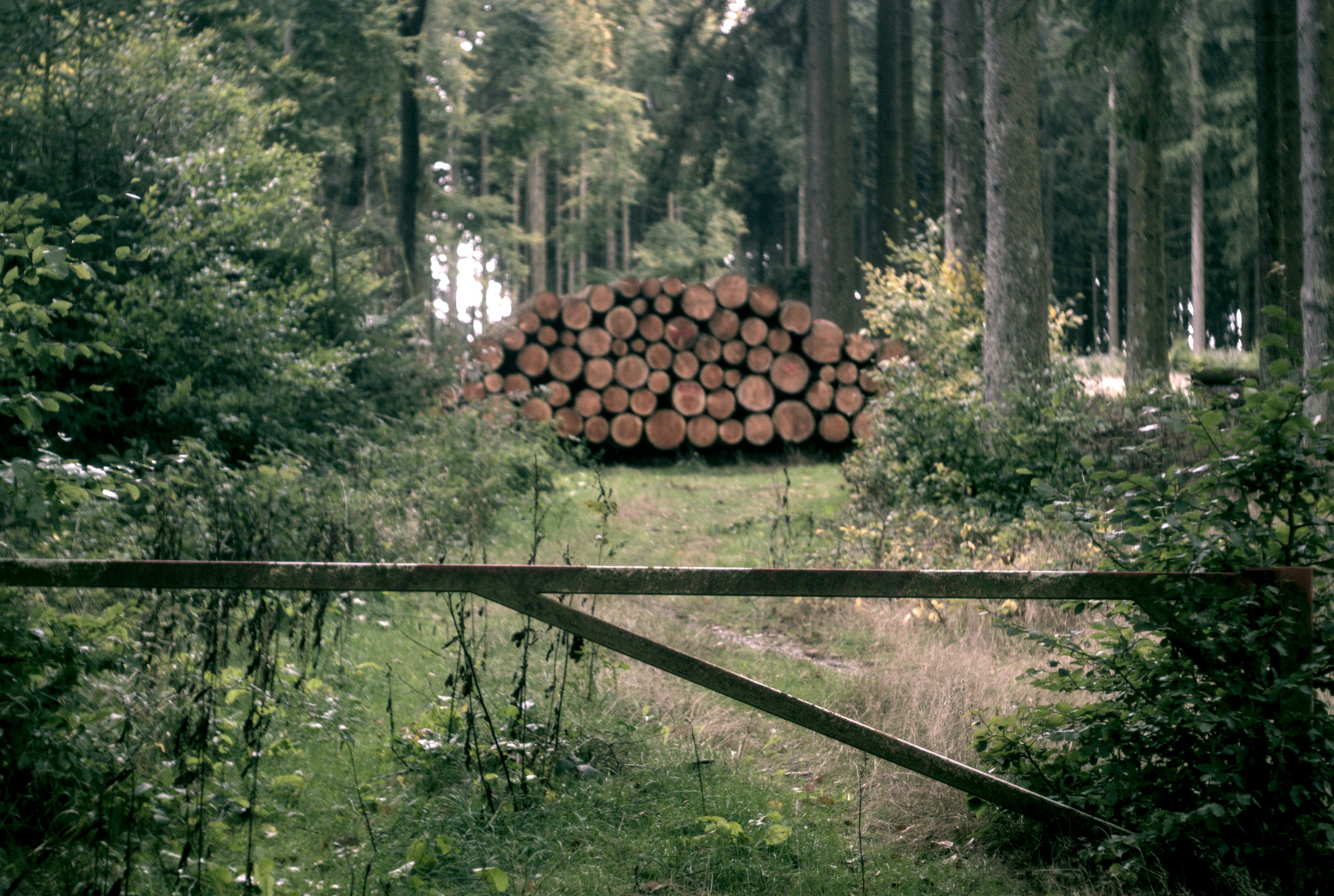 Concentric stack of felled logs sits in a tranquil forest clearing, framed by tall pines and a weathered gate in the foreground.