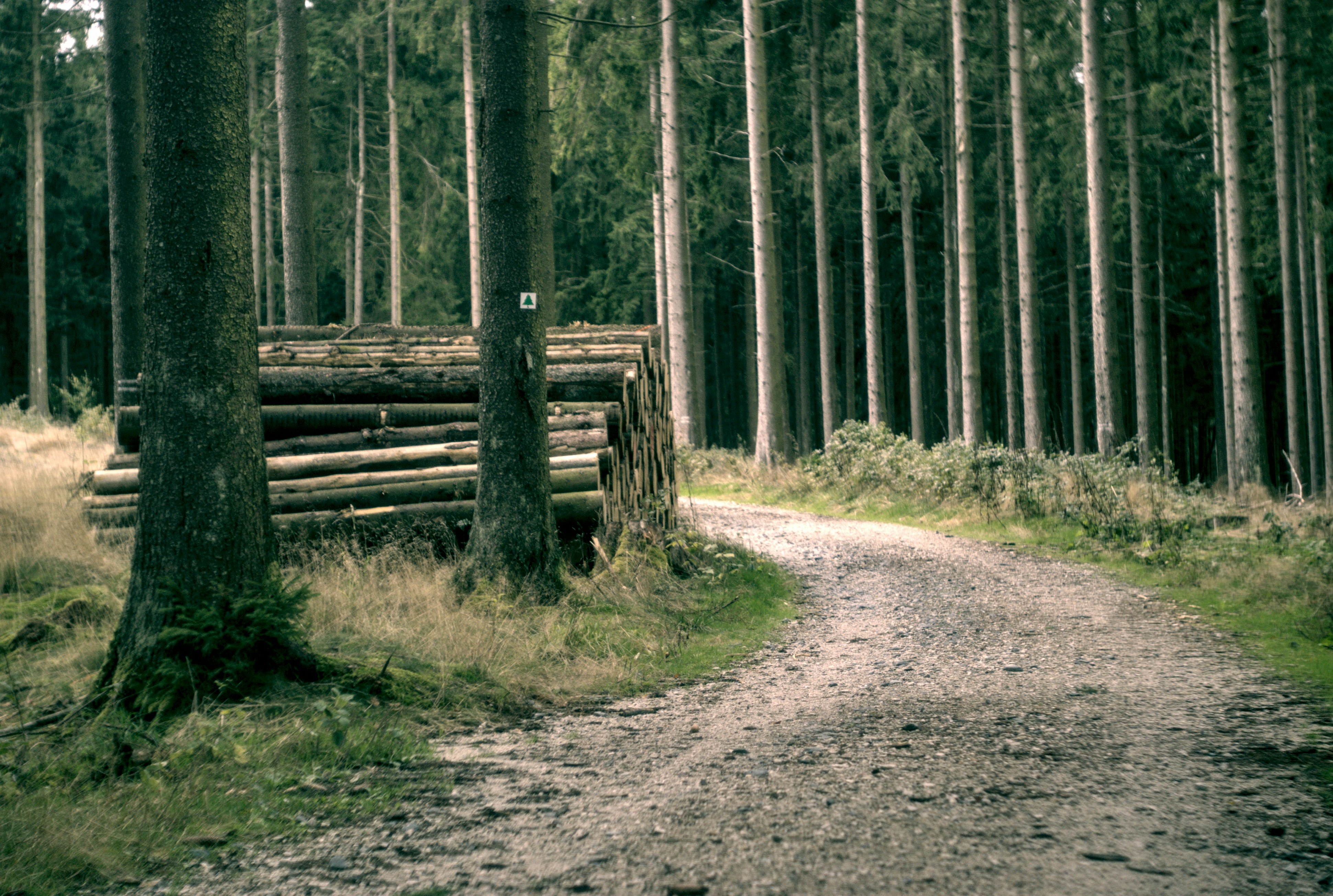 Forest Path and Log Stack by the Birch Trunk