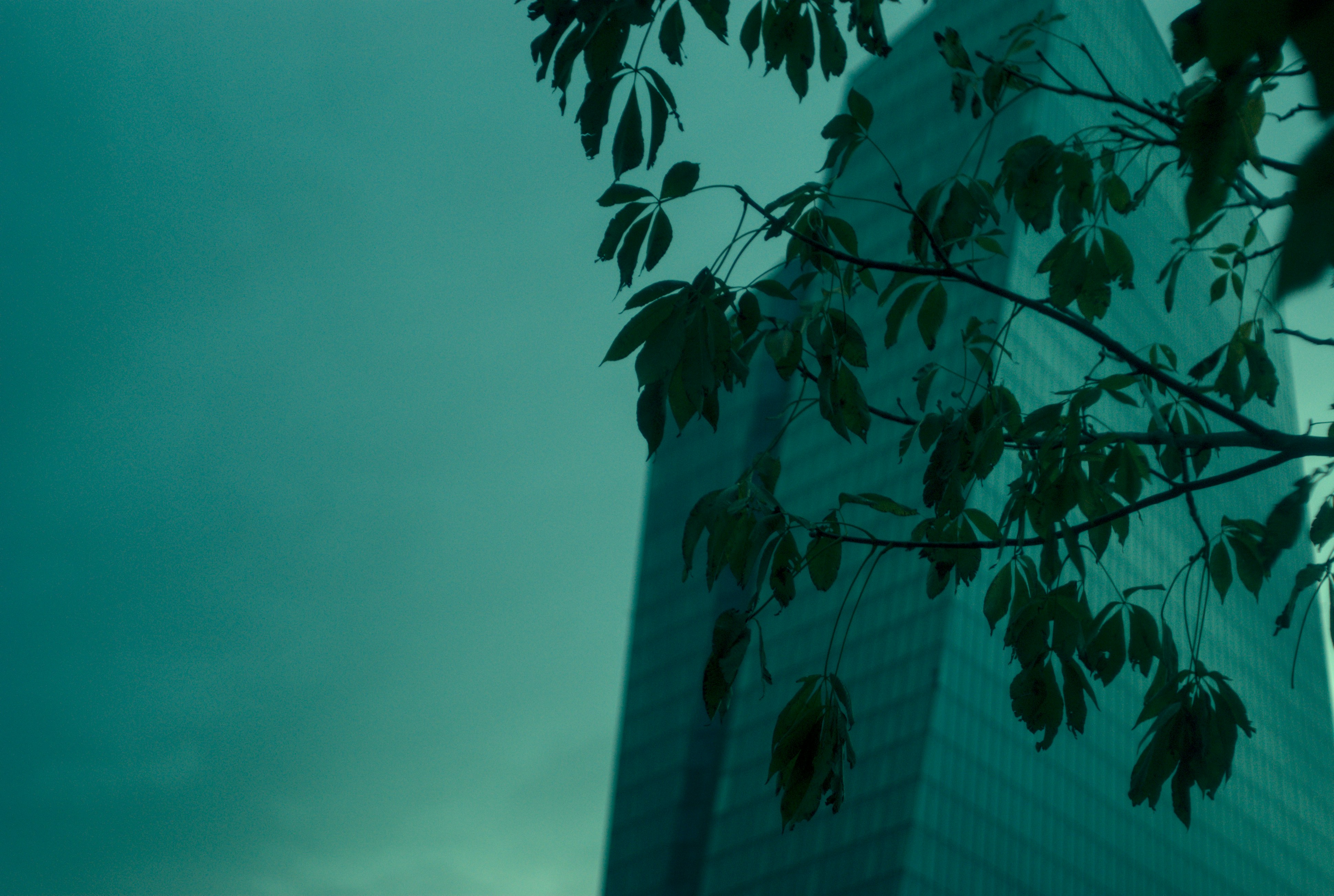 Branches and leaves silhouetted against a teal-toned glass building, creating a moody urban foliage composition.