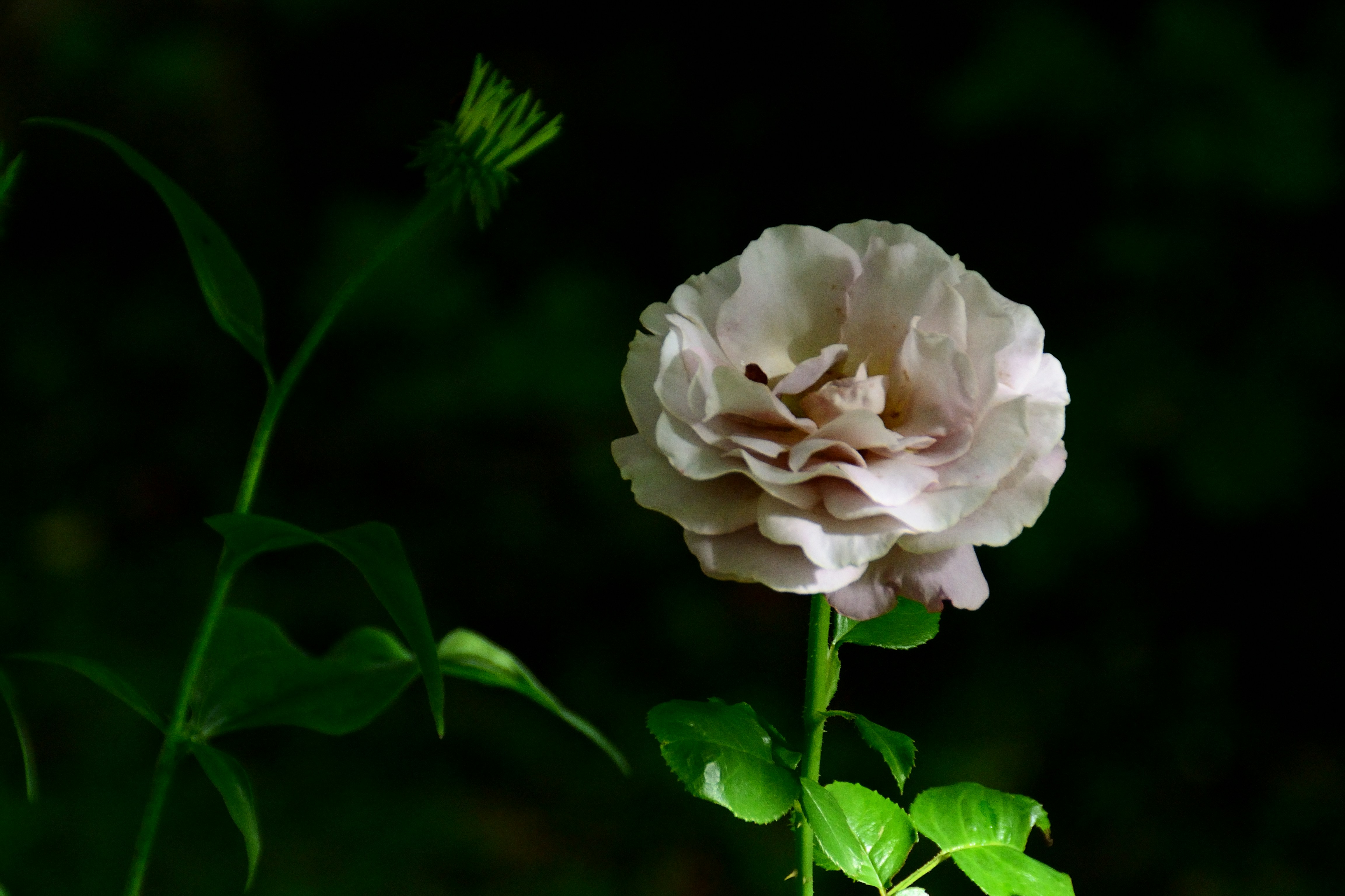 Soft Bloom in a Quiet Night Garden