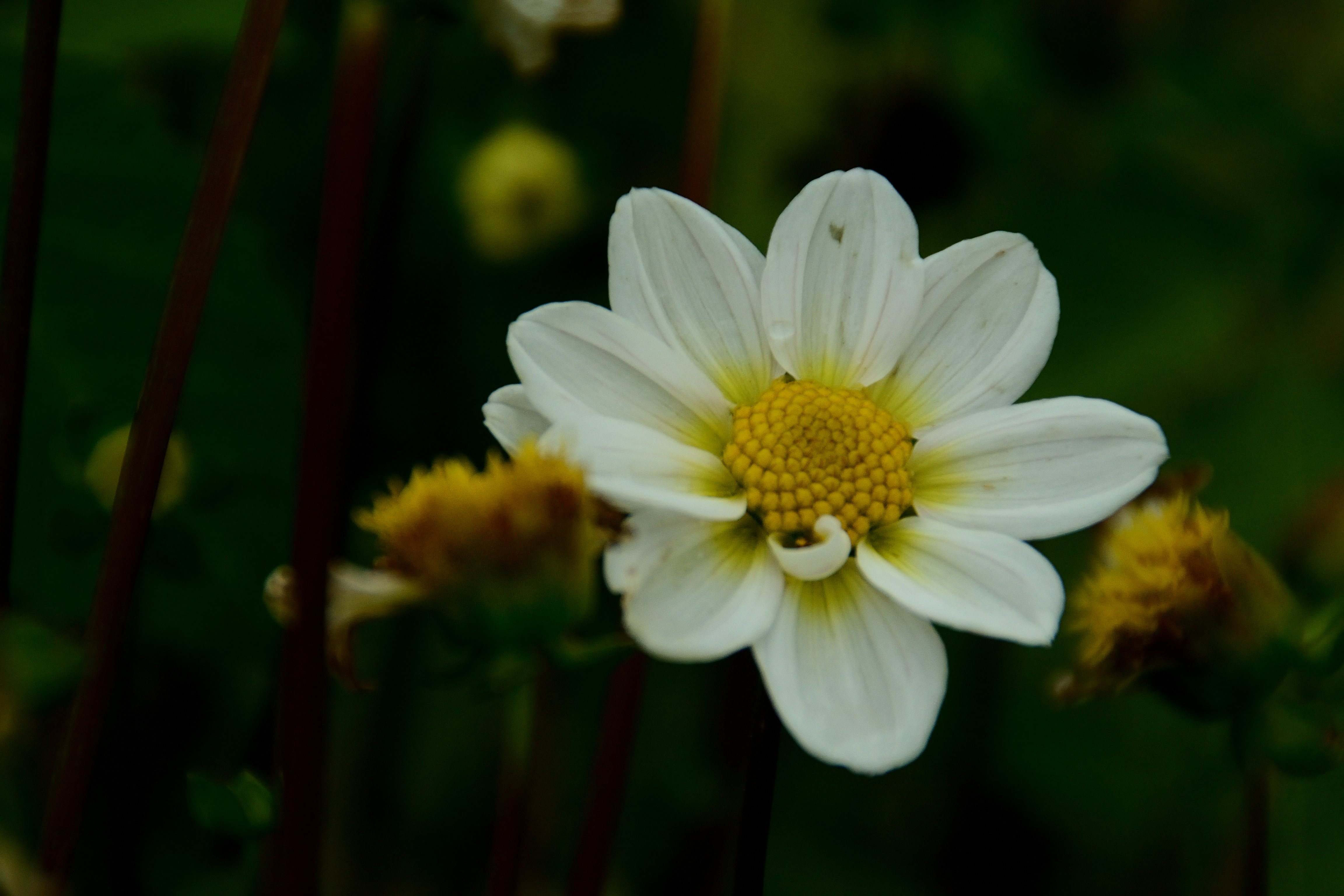 White Daisy Spotlight: A Delicate Bloom in a Narrow Frame