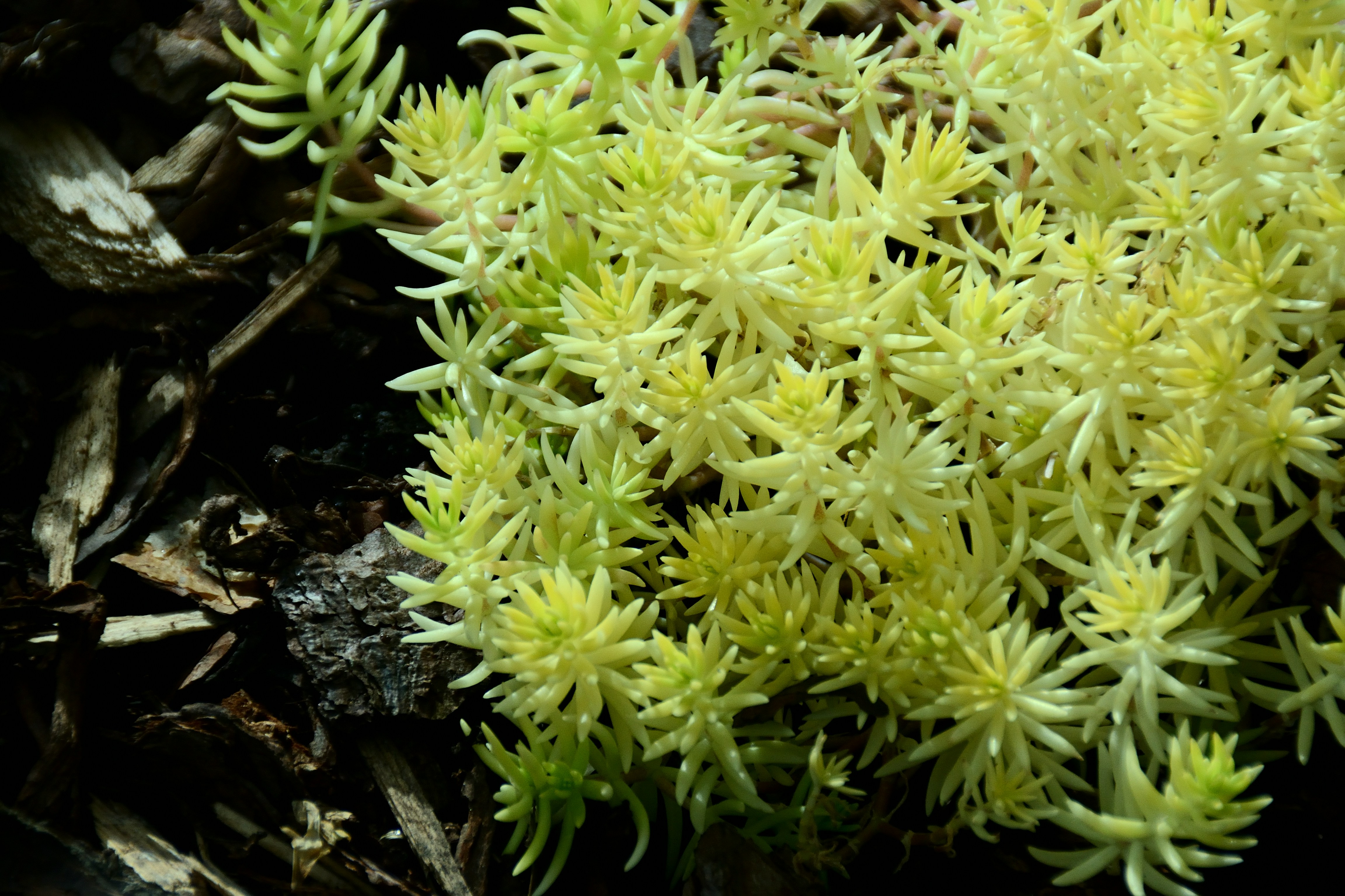 Sunlit Tangle of Yellow Moss-like Foliage in Forest Understory
