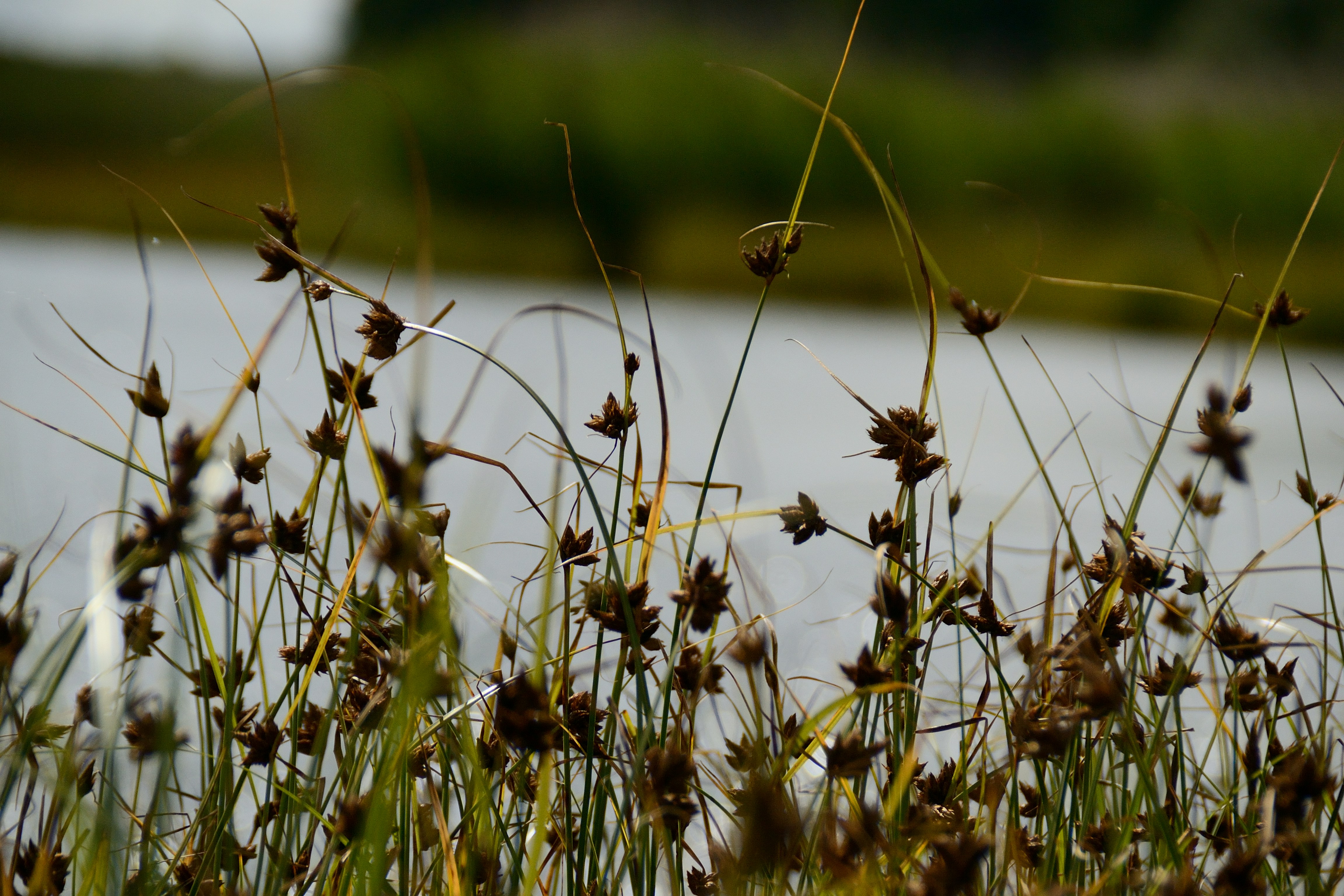 Framing the Quiet Shore: Wild Grass by the Lake