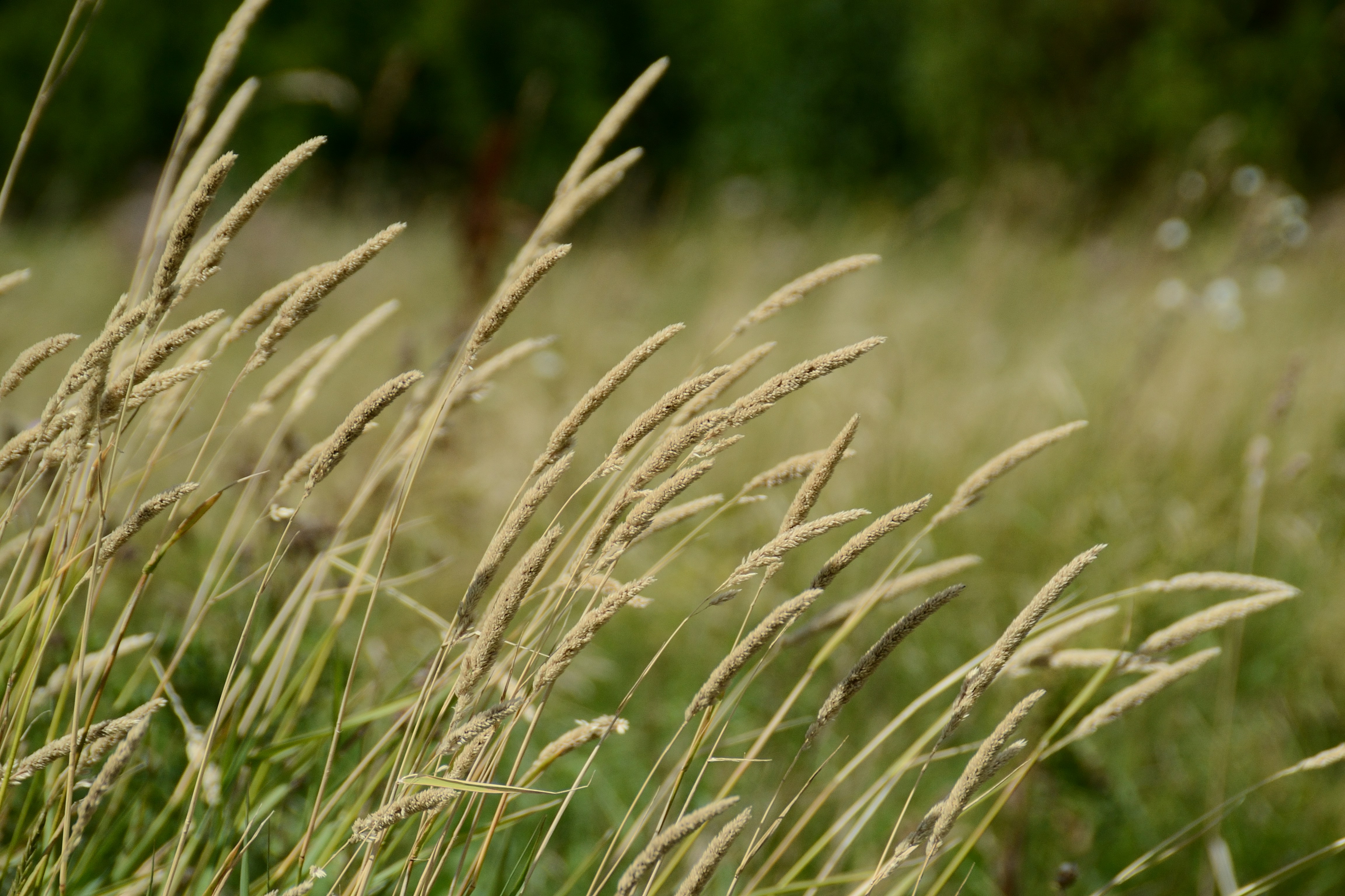 Golden Grass in a Quiet Meadow