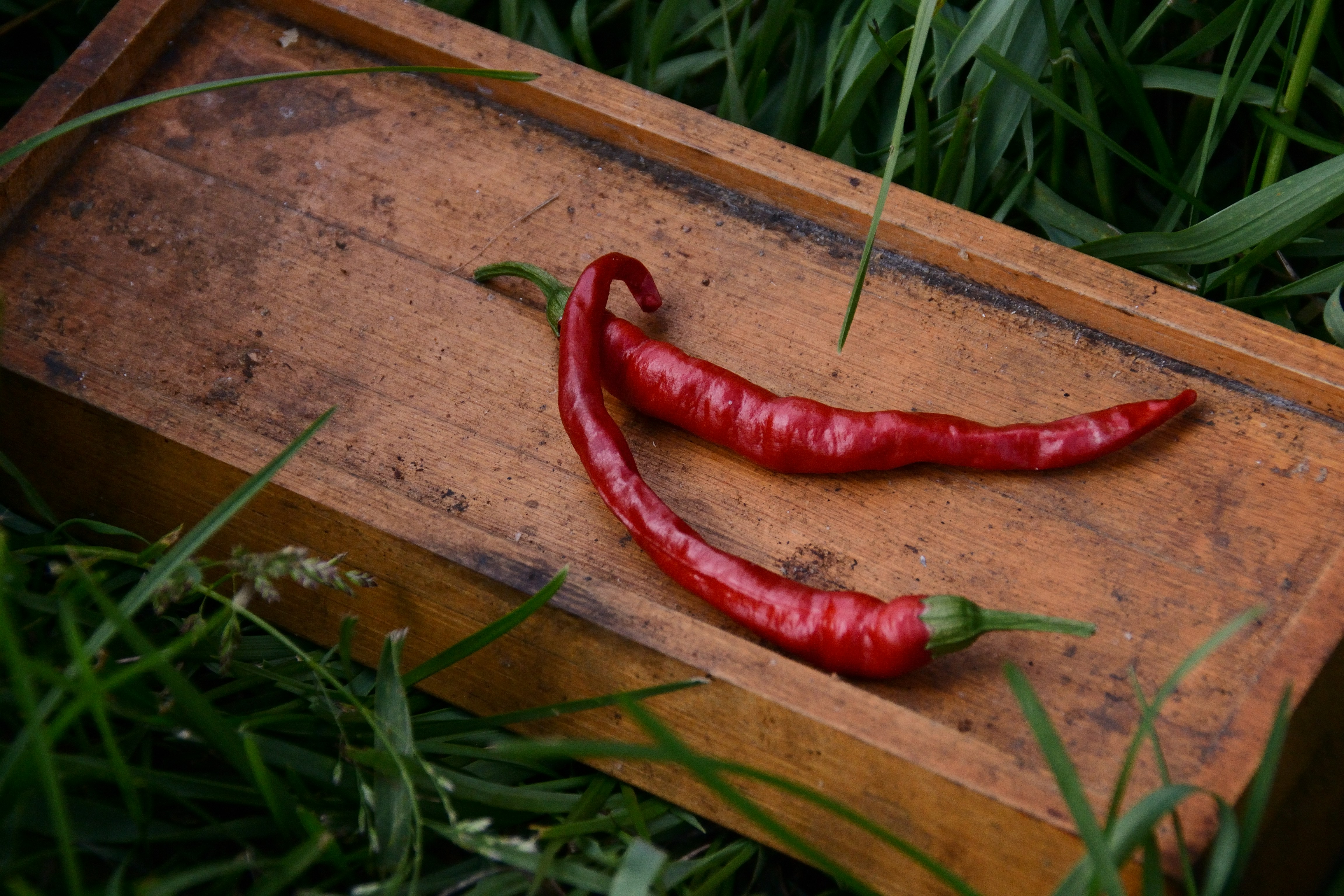 Scarlet Chorus: Two Peppers Rest on Weathered Wood