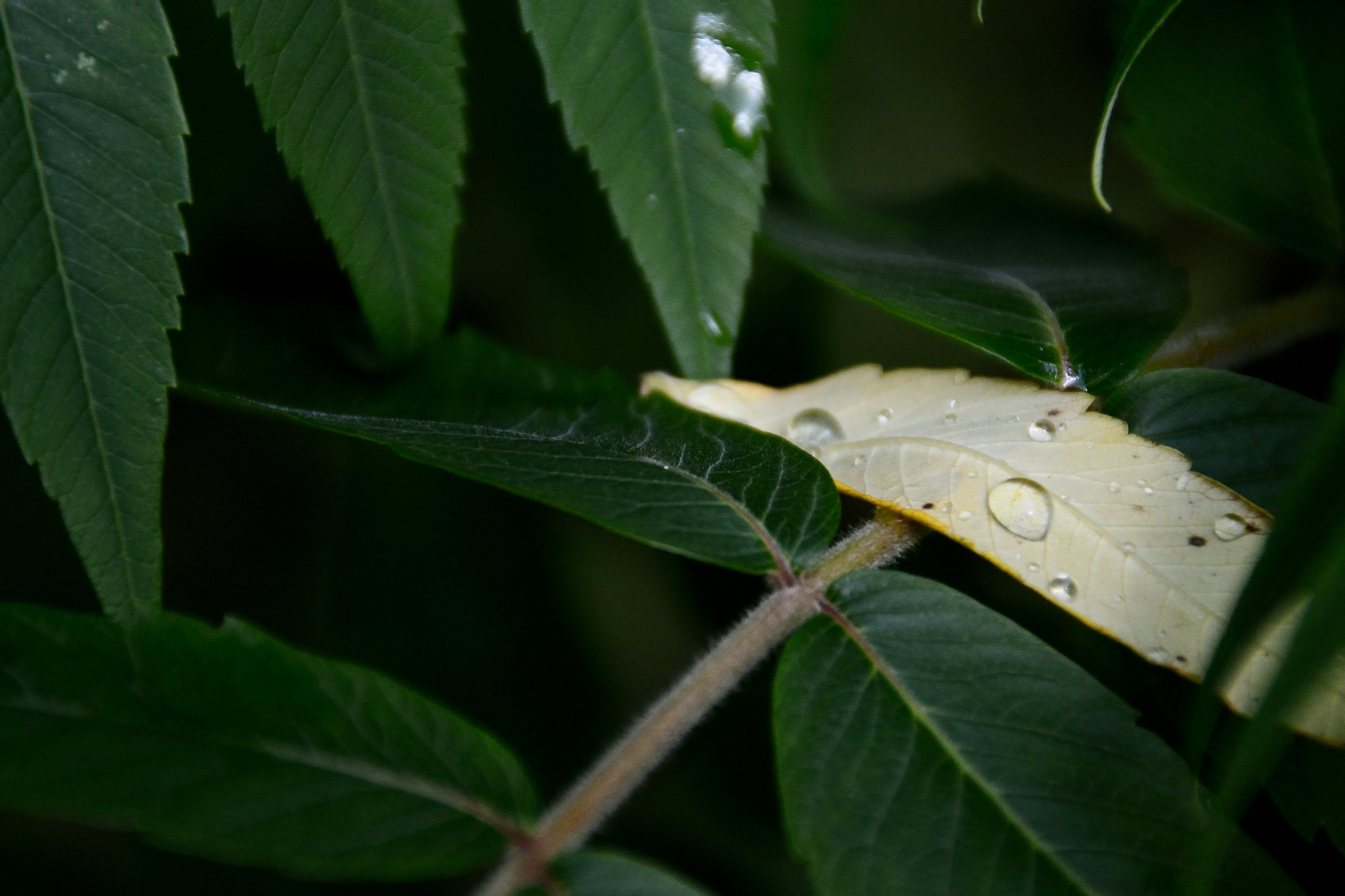 Dew-Kissed Leaf with Gentle Backlight on a Verdant Stem