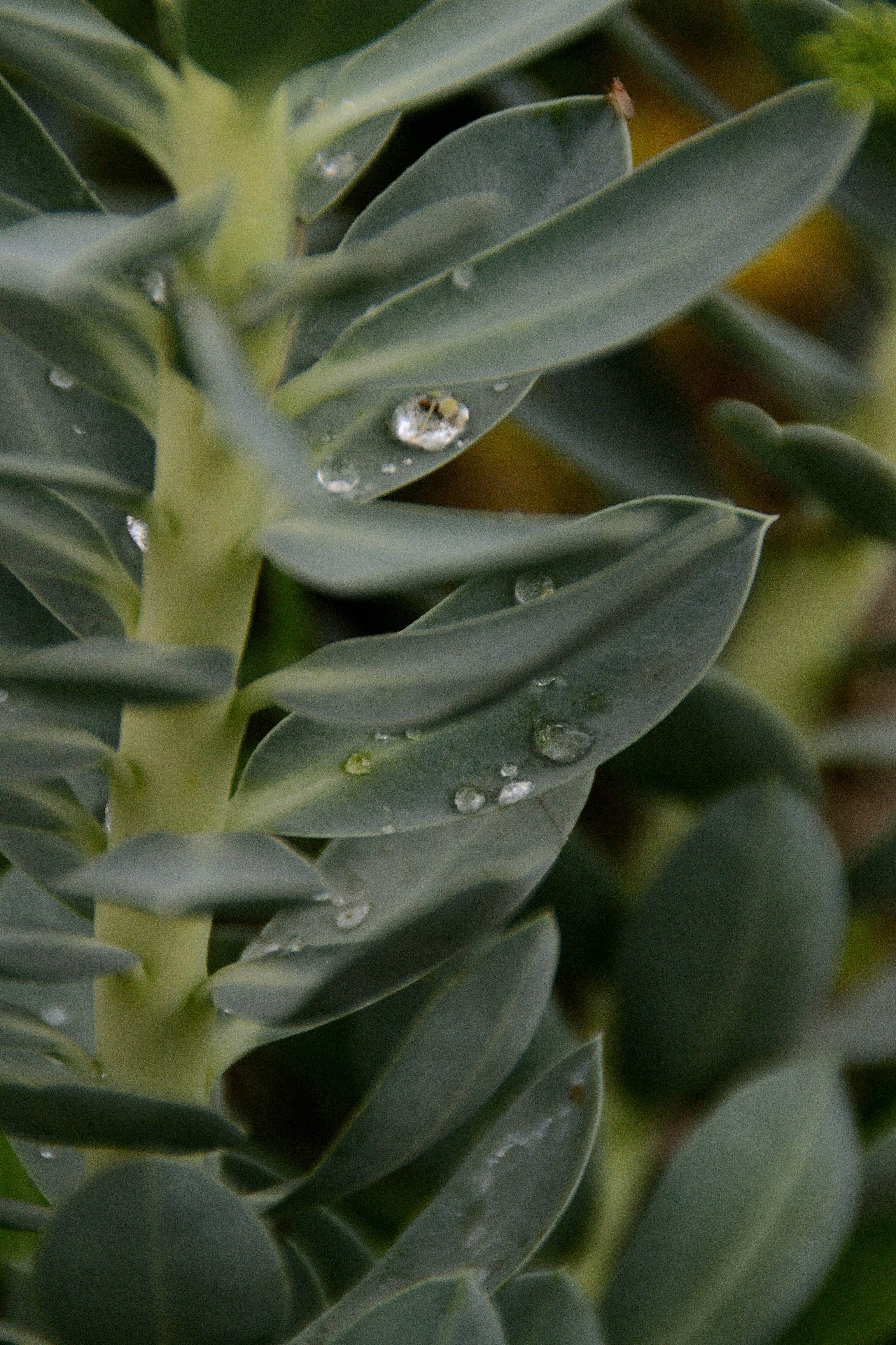 Close-up of Dew-Sparkled Succulent Fronds