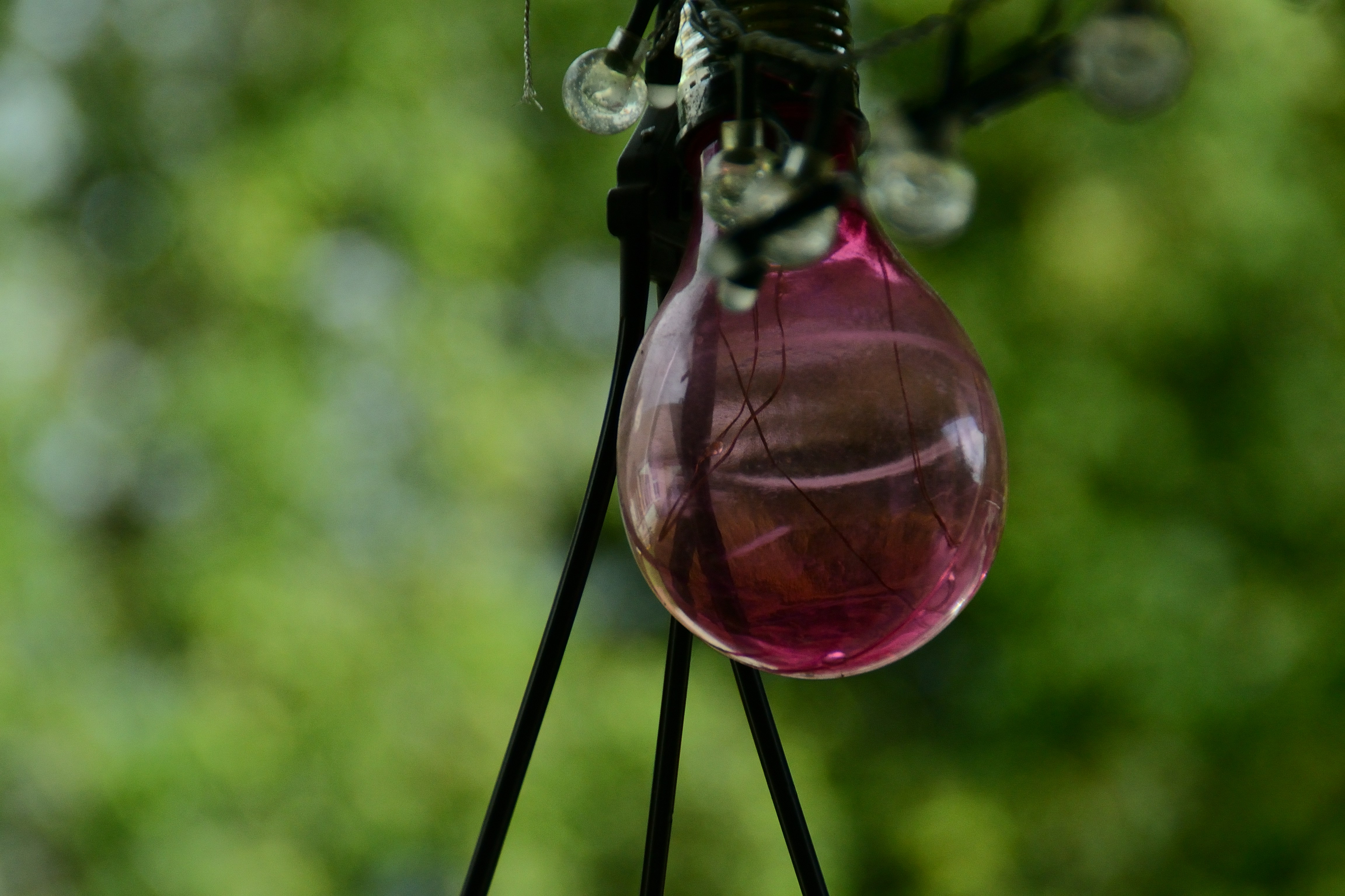 Glowing Crimson Bulb Drips Light Through Garden Night