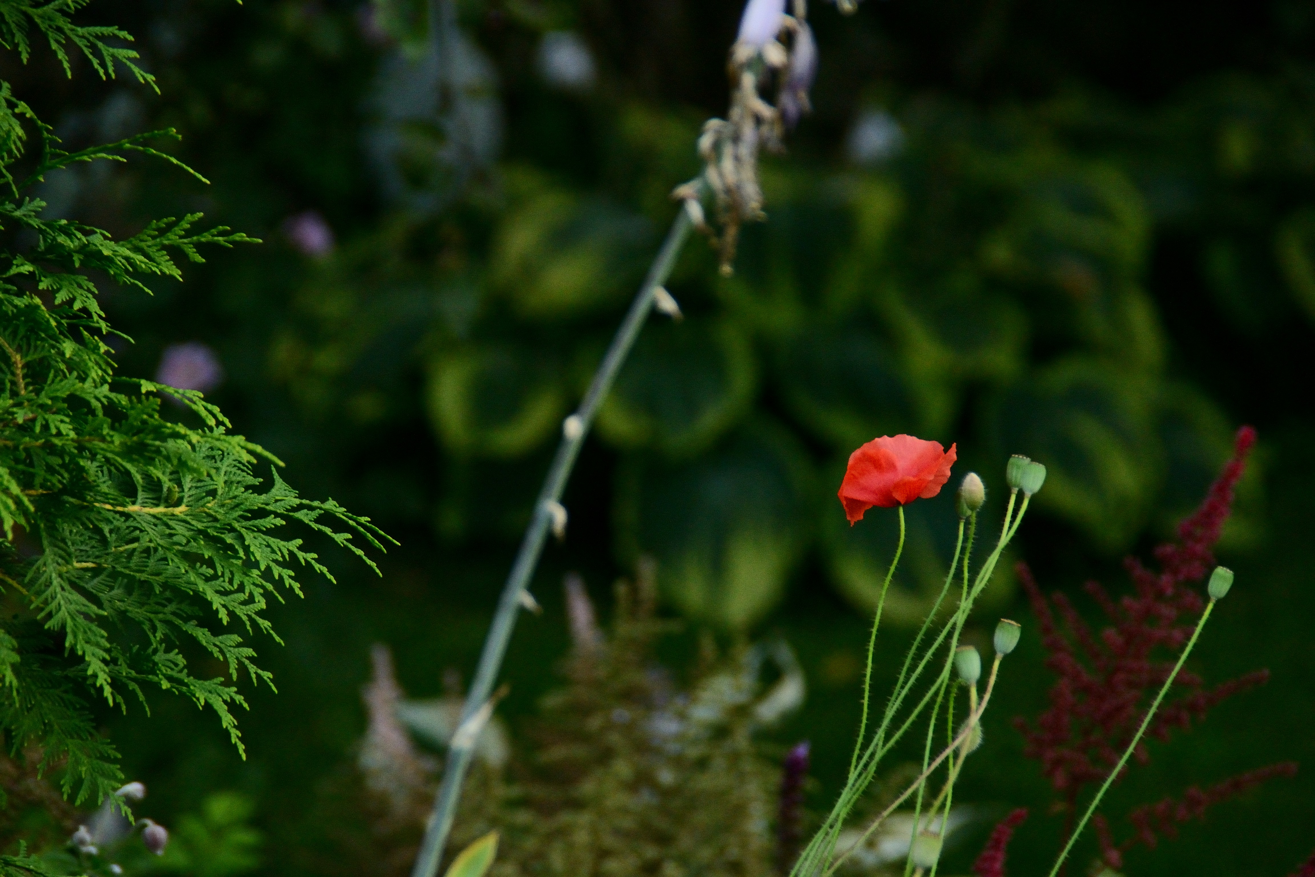 Vivid Red Poppy Amid Garden Greens