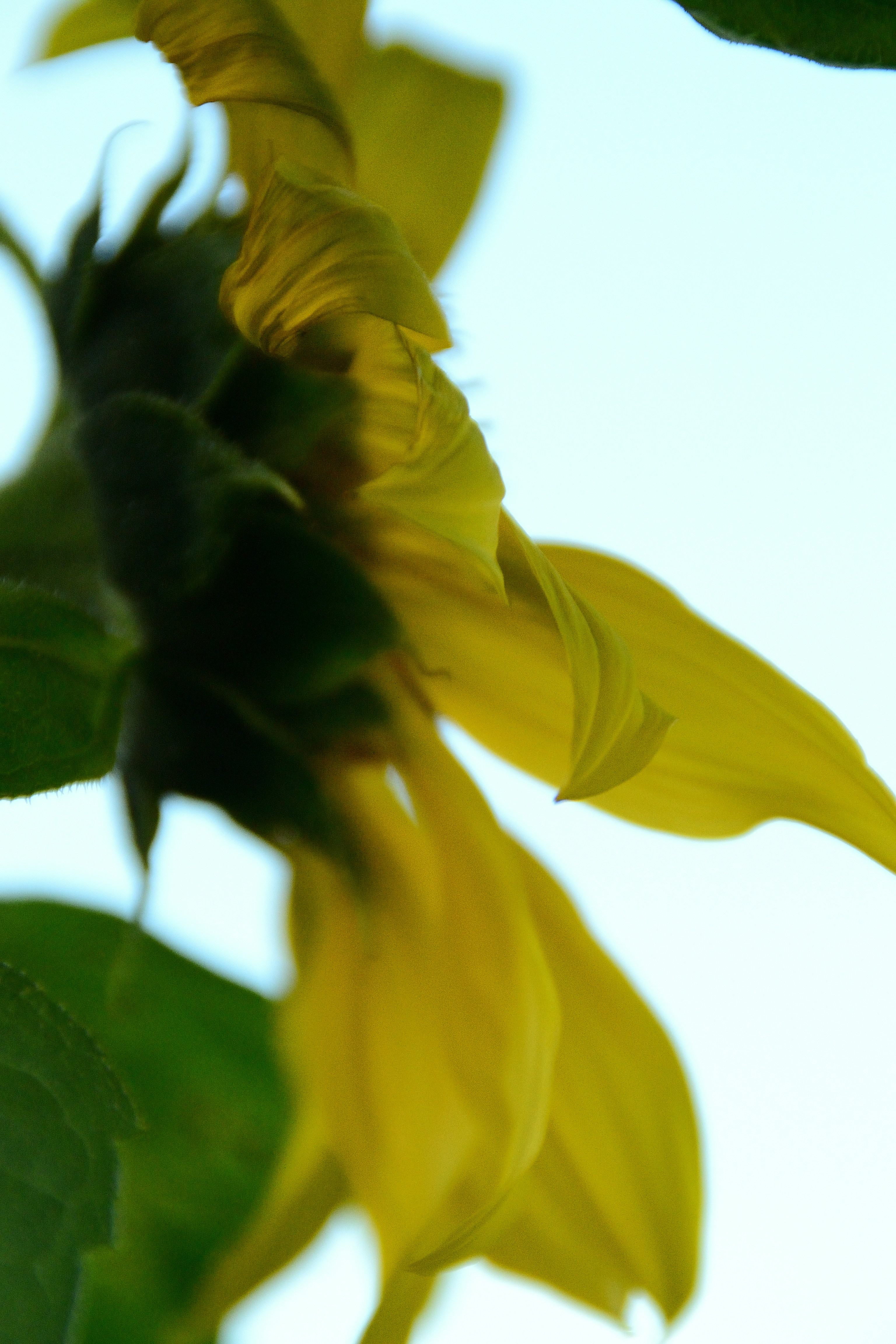 Sunflower Swirl: Petals in Motion Against a Clear Sky