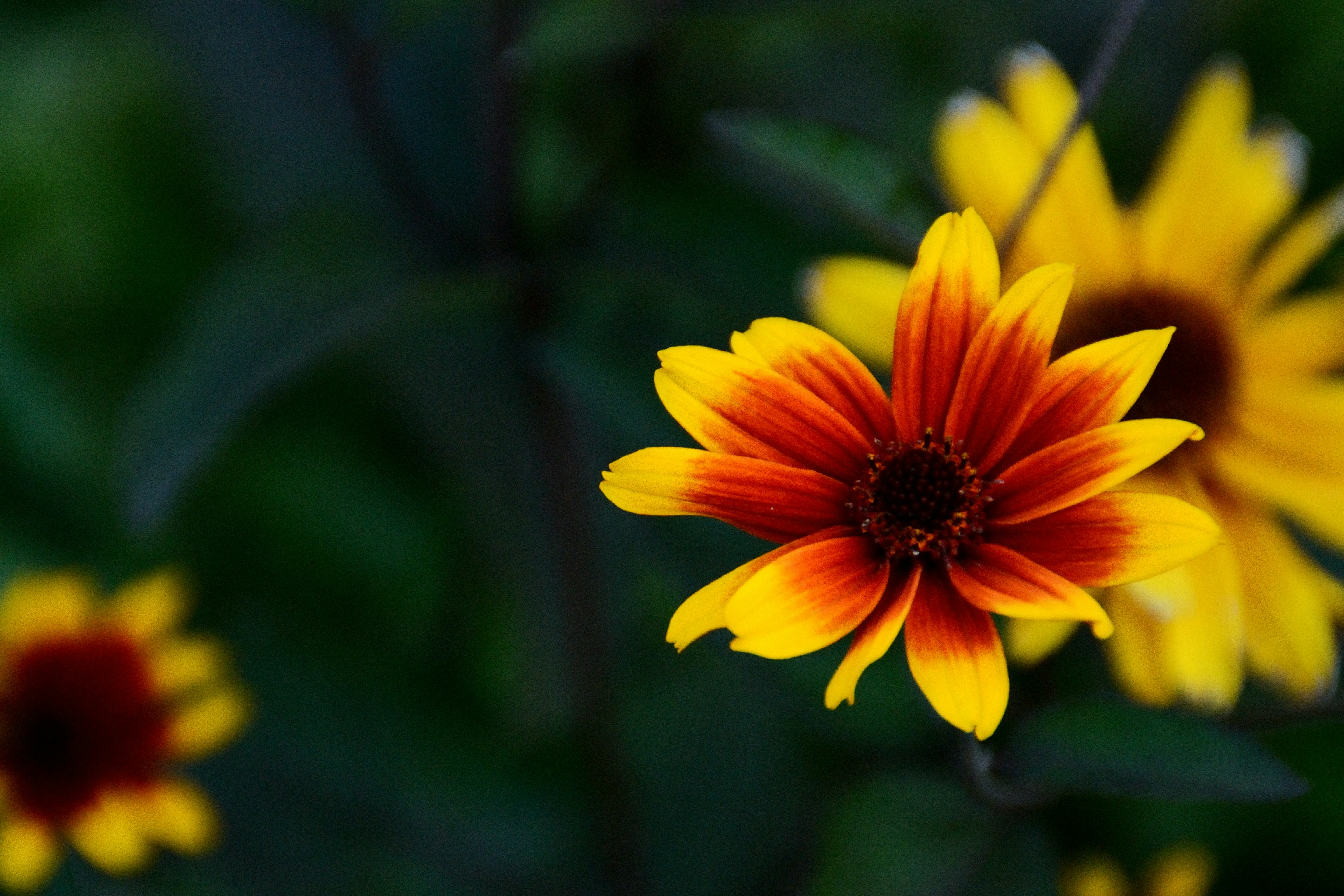 Flame Flower in Focus: A Sunburst Bloom Against a Shadowed Garden